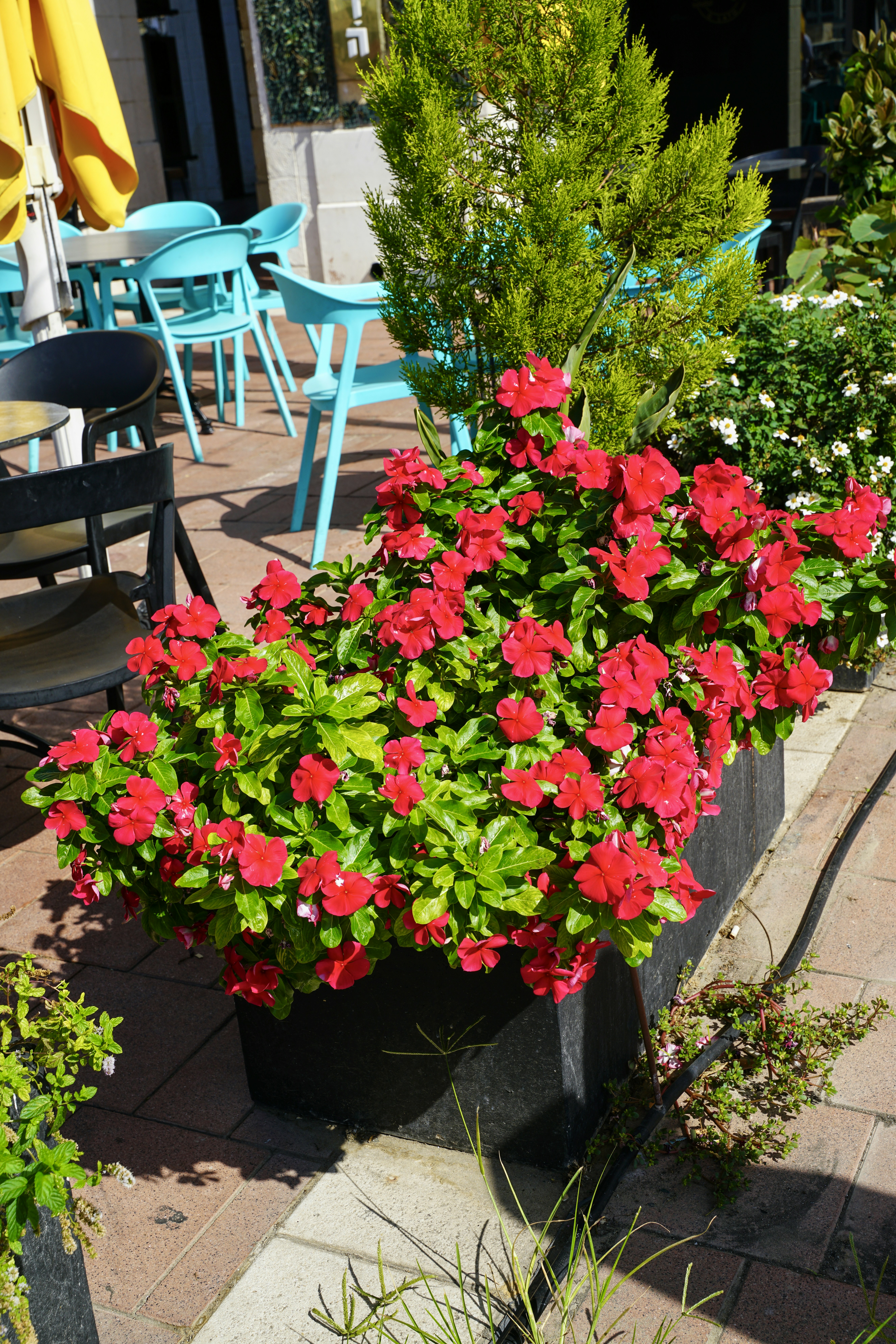 Vibrant Terrace Garden Overflows with Crimson Petunias
