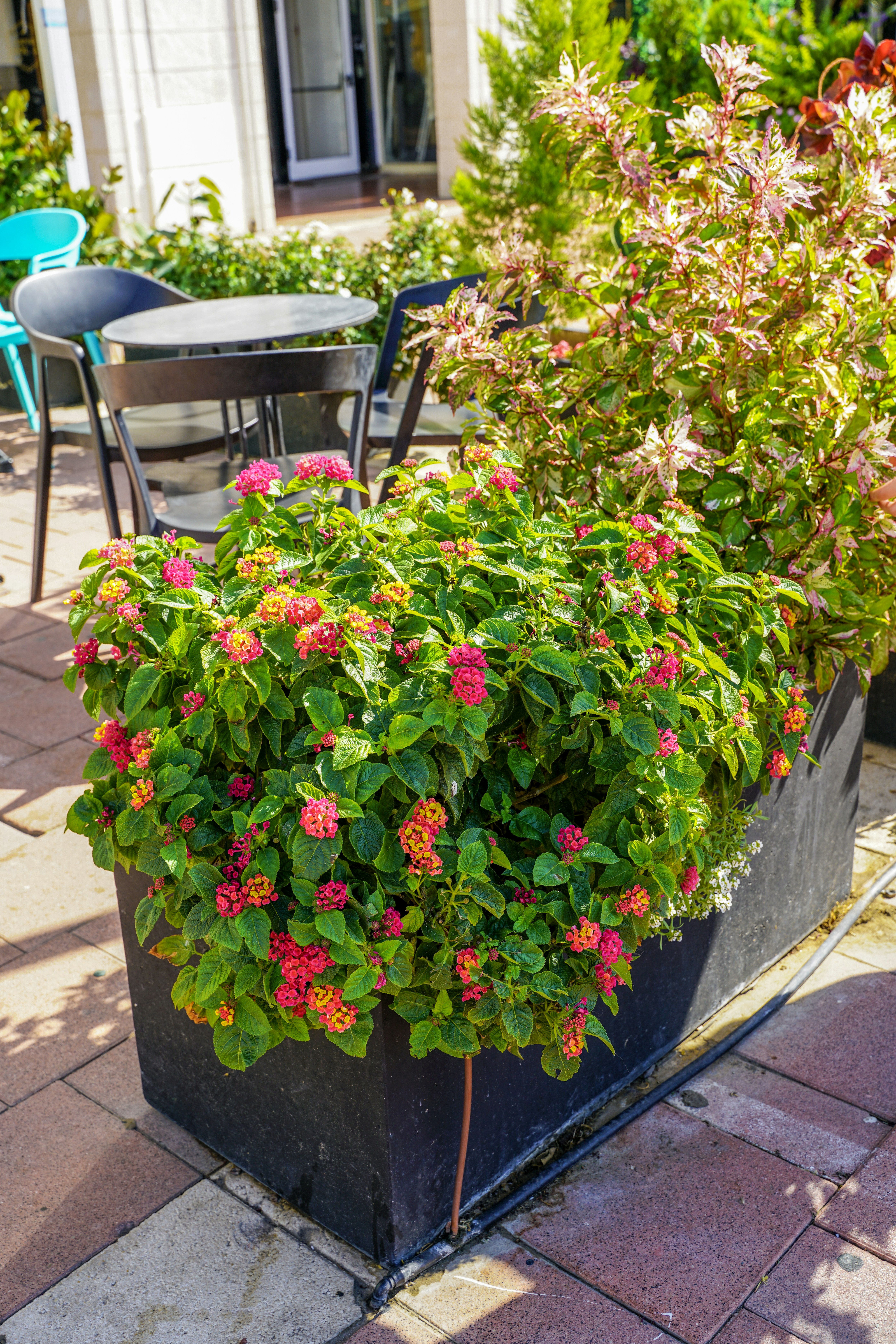 Sunlit Terrace Planter Burst of Color