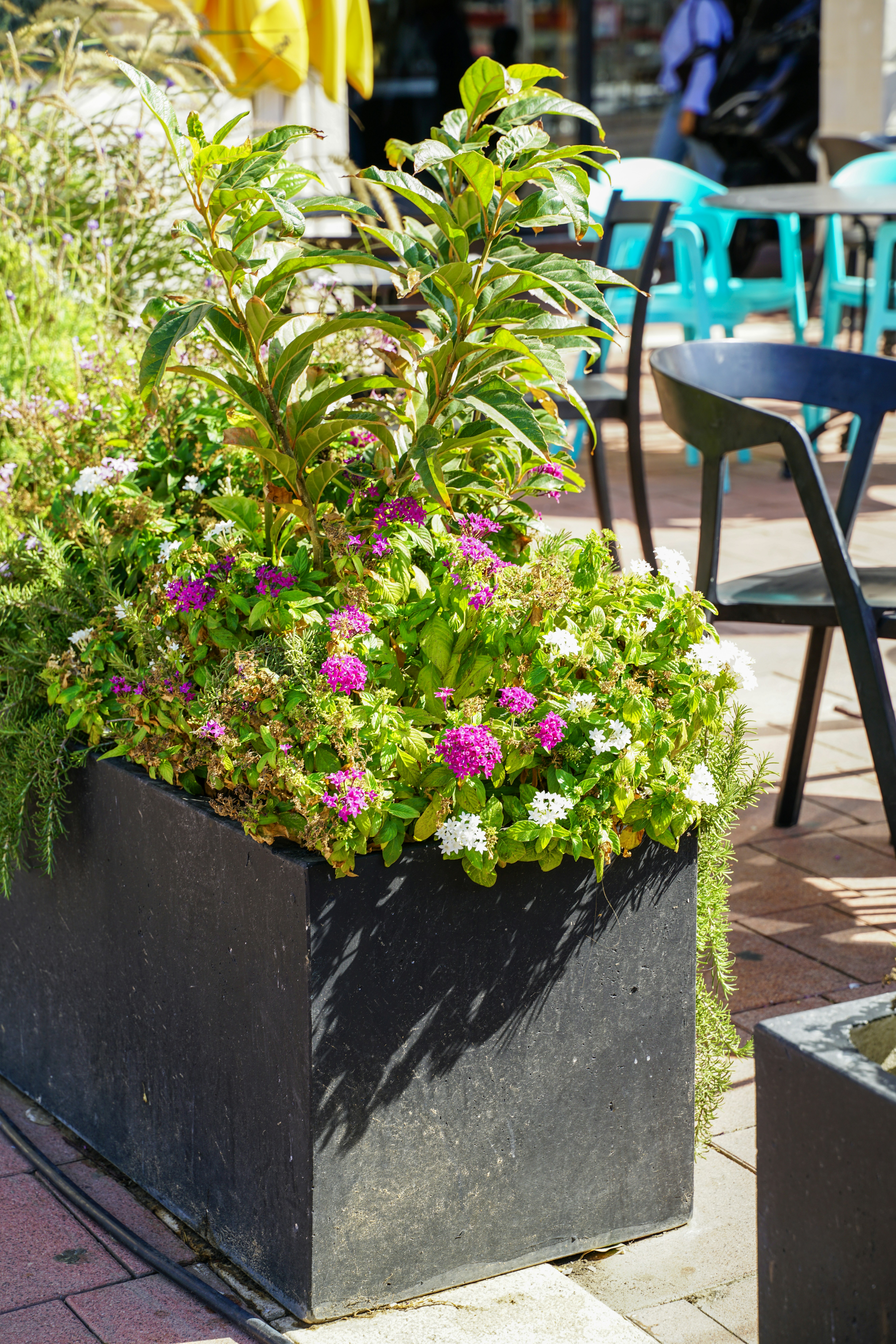 Urban planter in bloom: a vibrant oasis beside a sunlit cafe