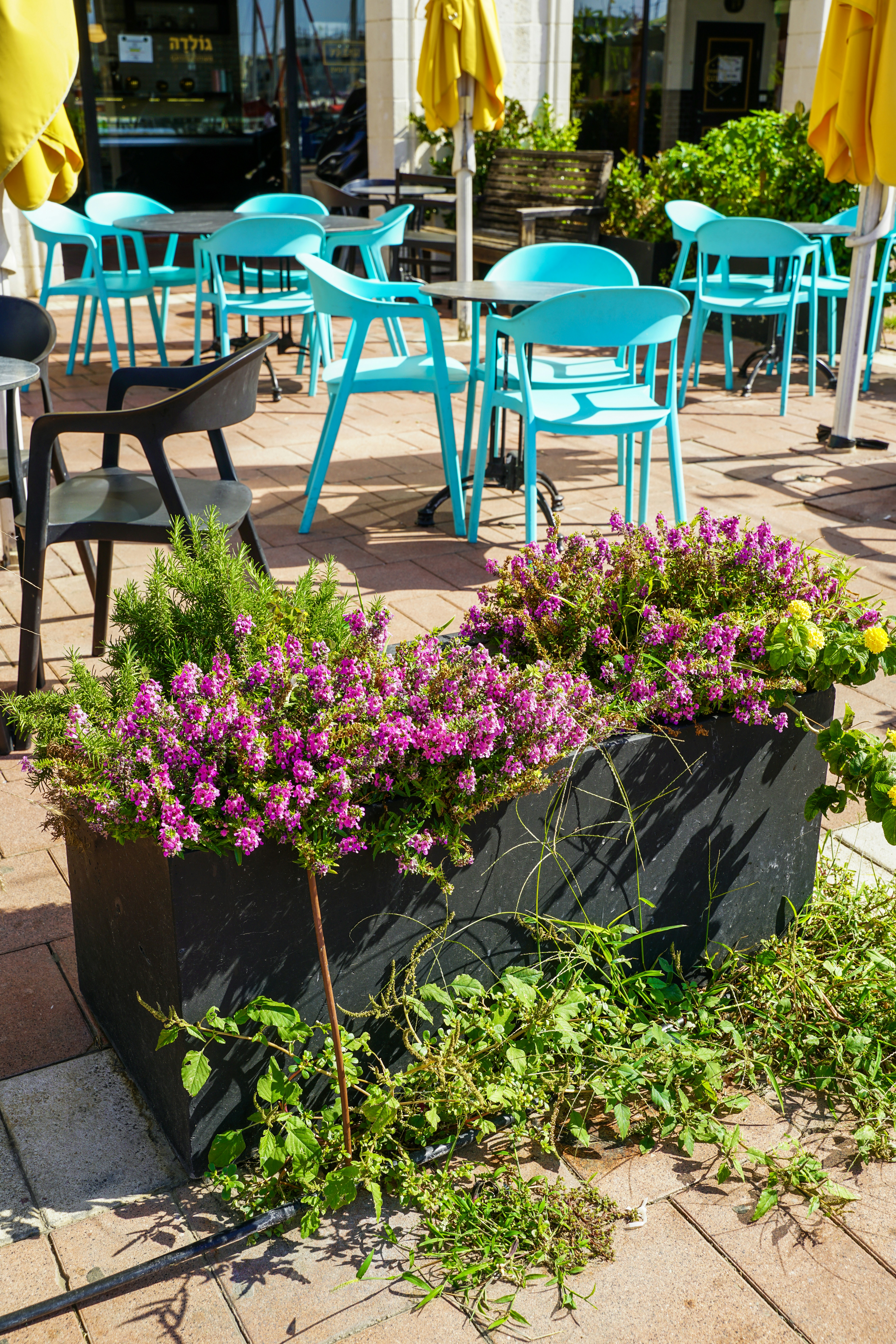 Urban cafe garden: turquoise chairs circle a sunlit patio with flowering planters