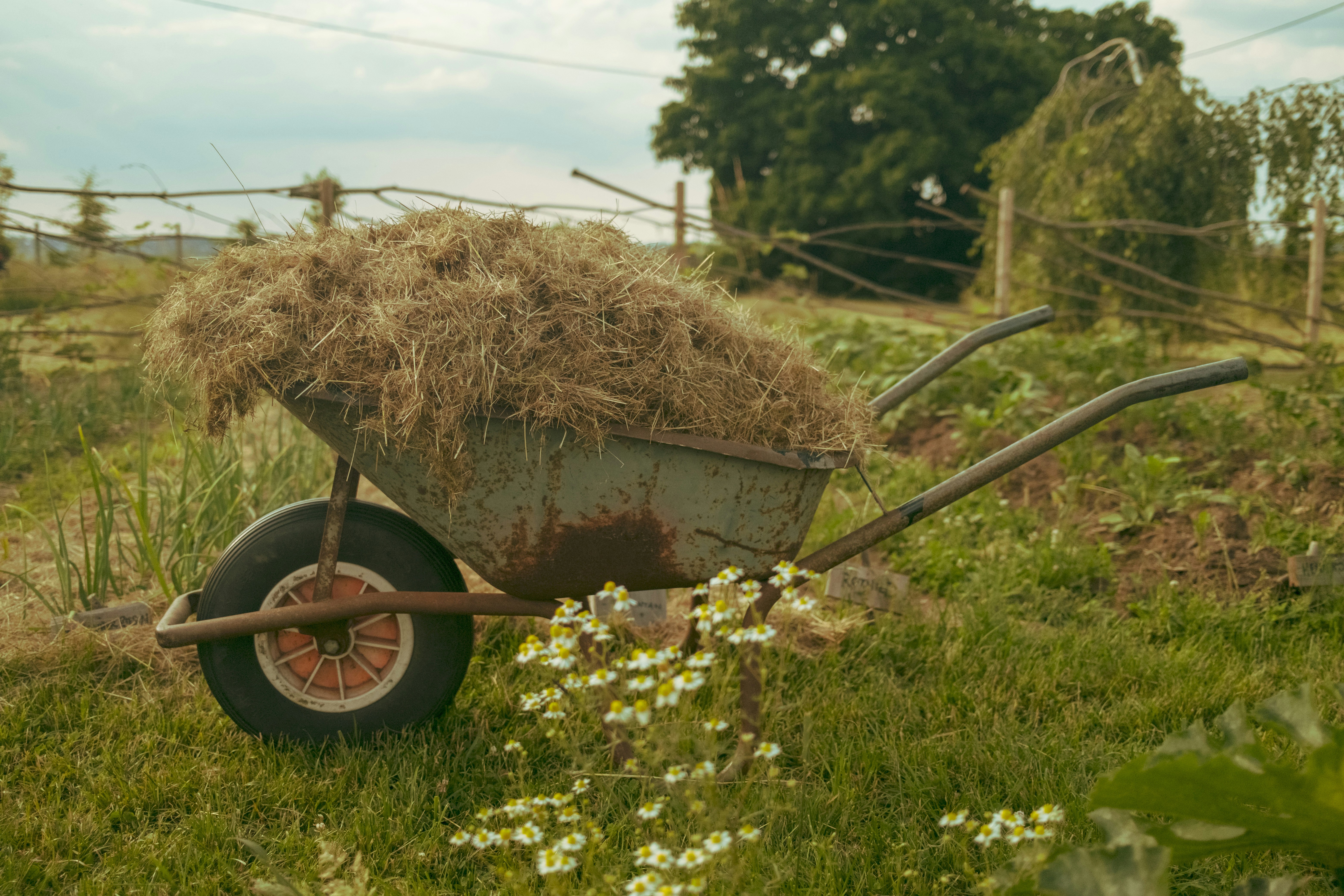 Wheelbarrow of Hay in a Quiet Farm Field