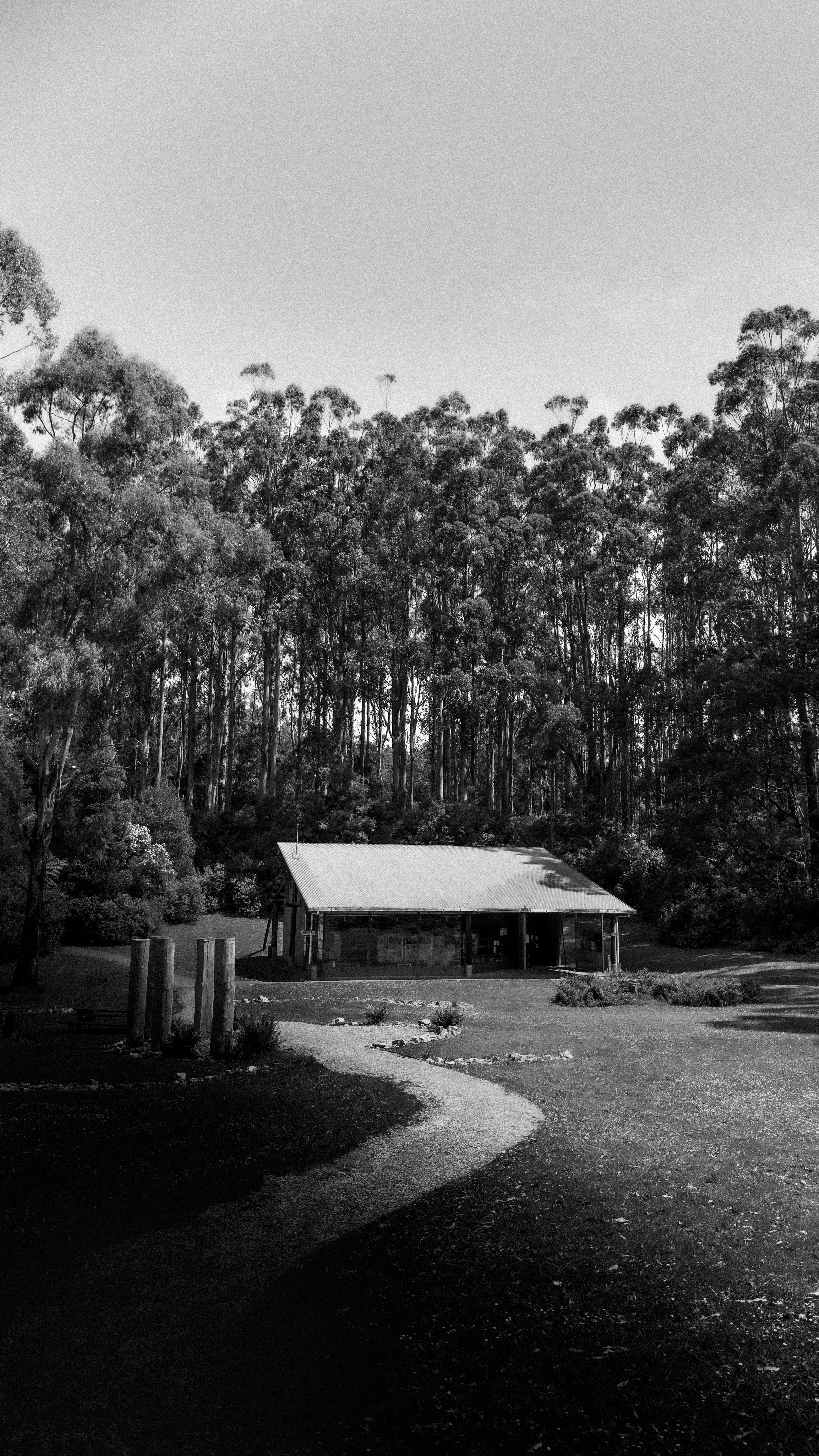 Storm Shelter by the Pines