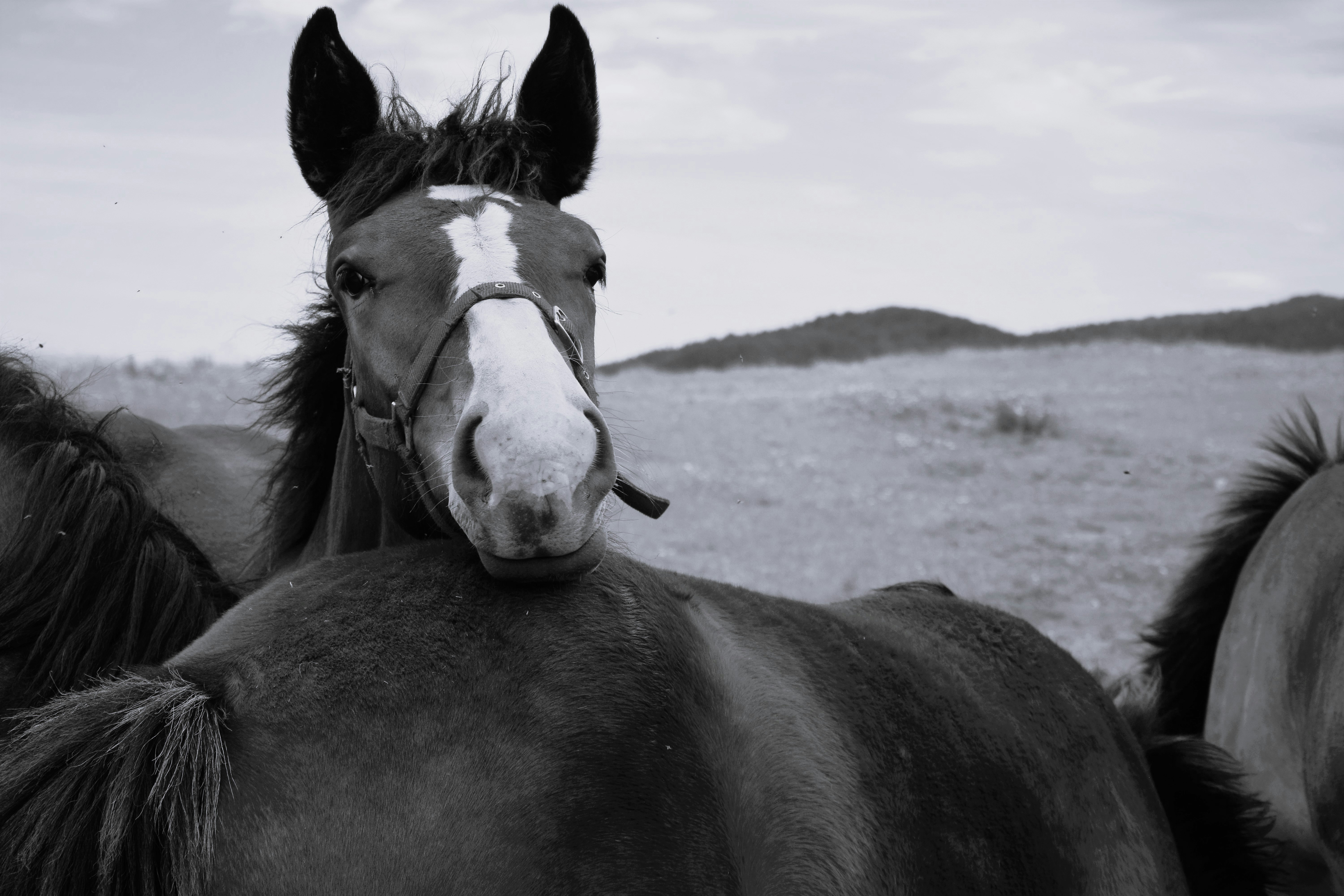 Curious Horse Portrait: A Close-Quarters Moment on the Plain