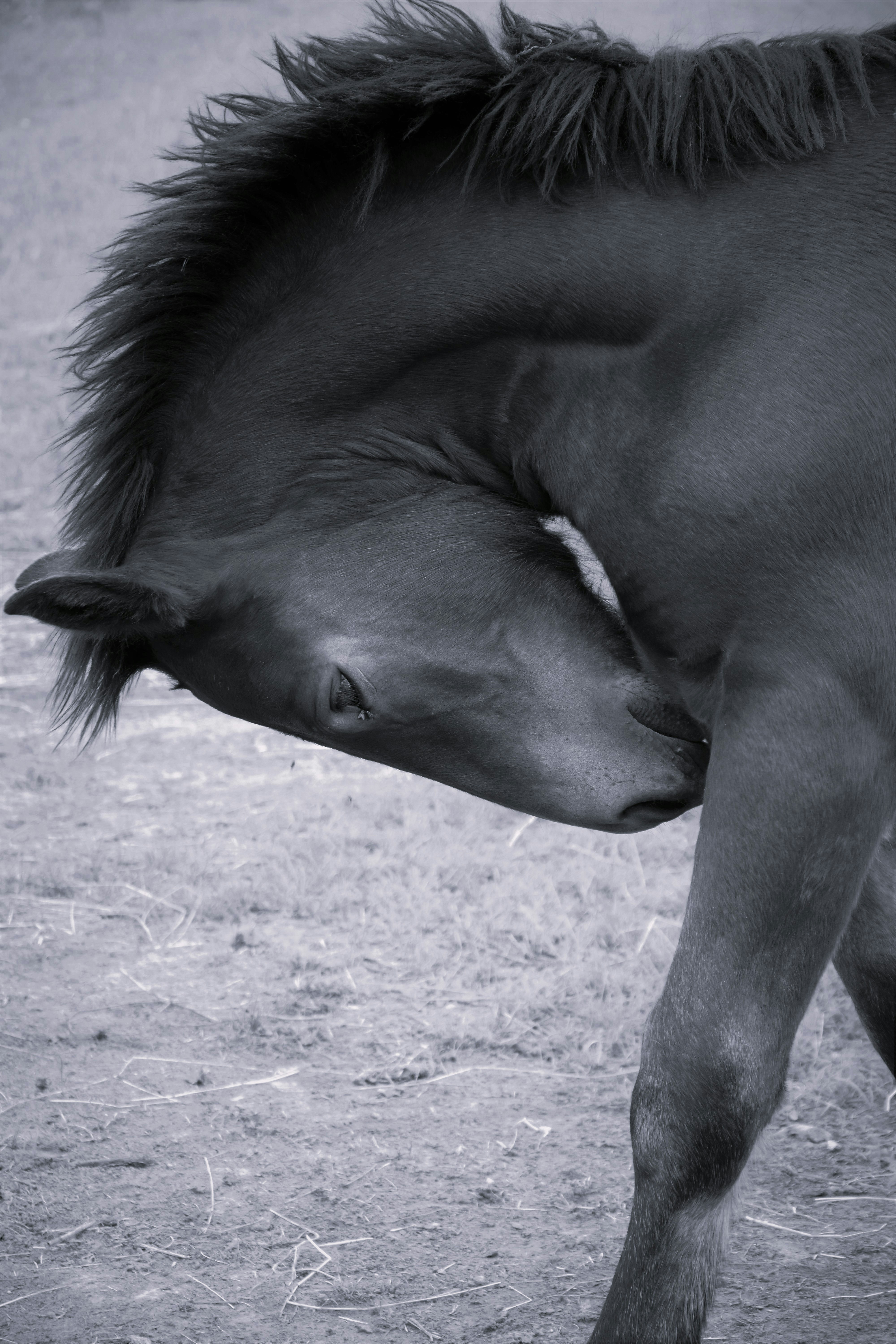 Horseshoe Bend: A Quiet Moment with a Bent Head
