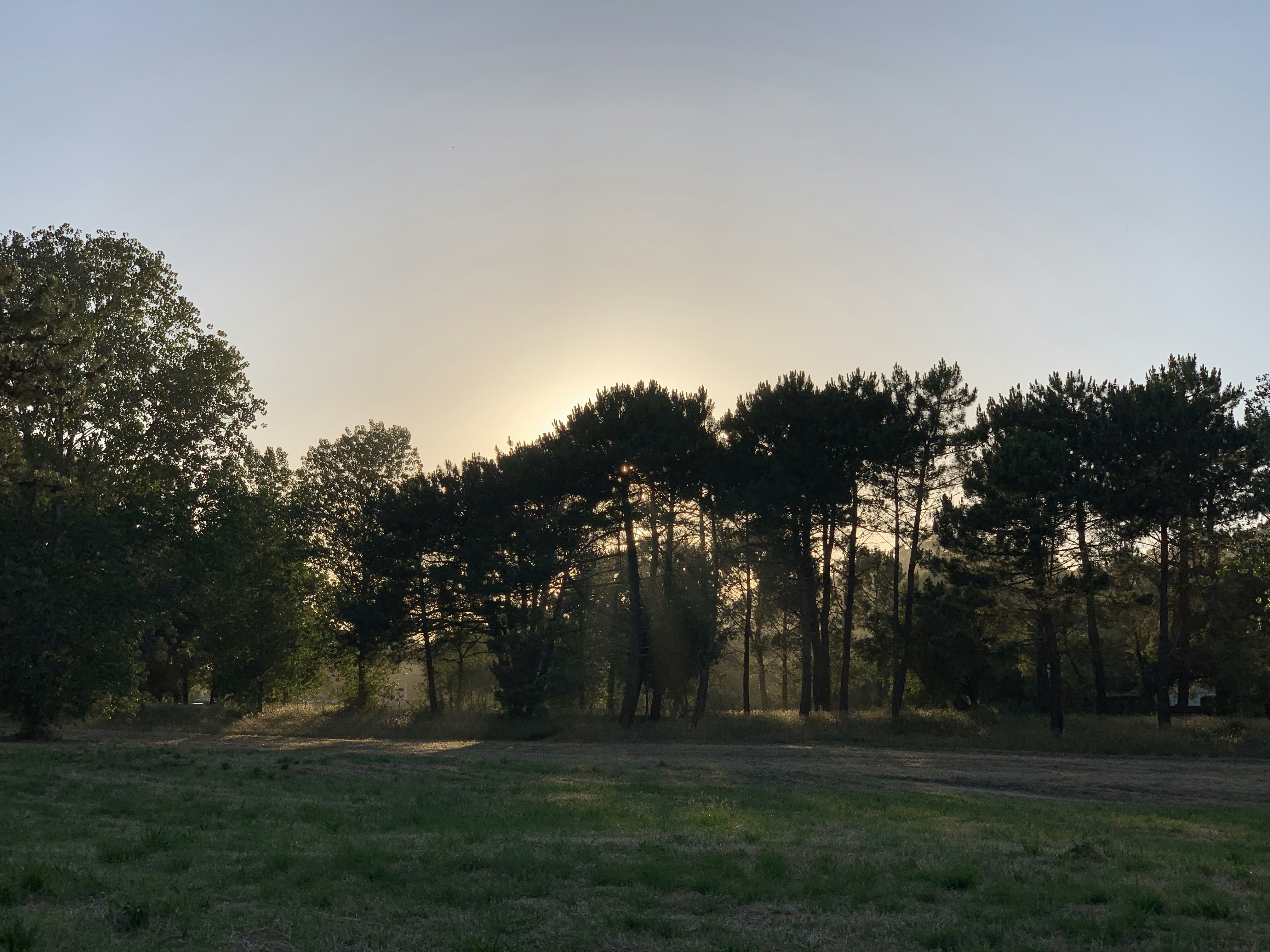 Dawn Chorus Over the Tree Line
