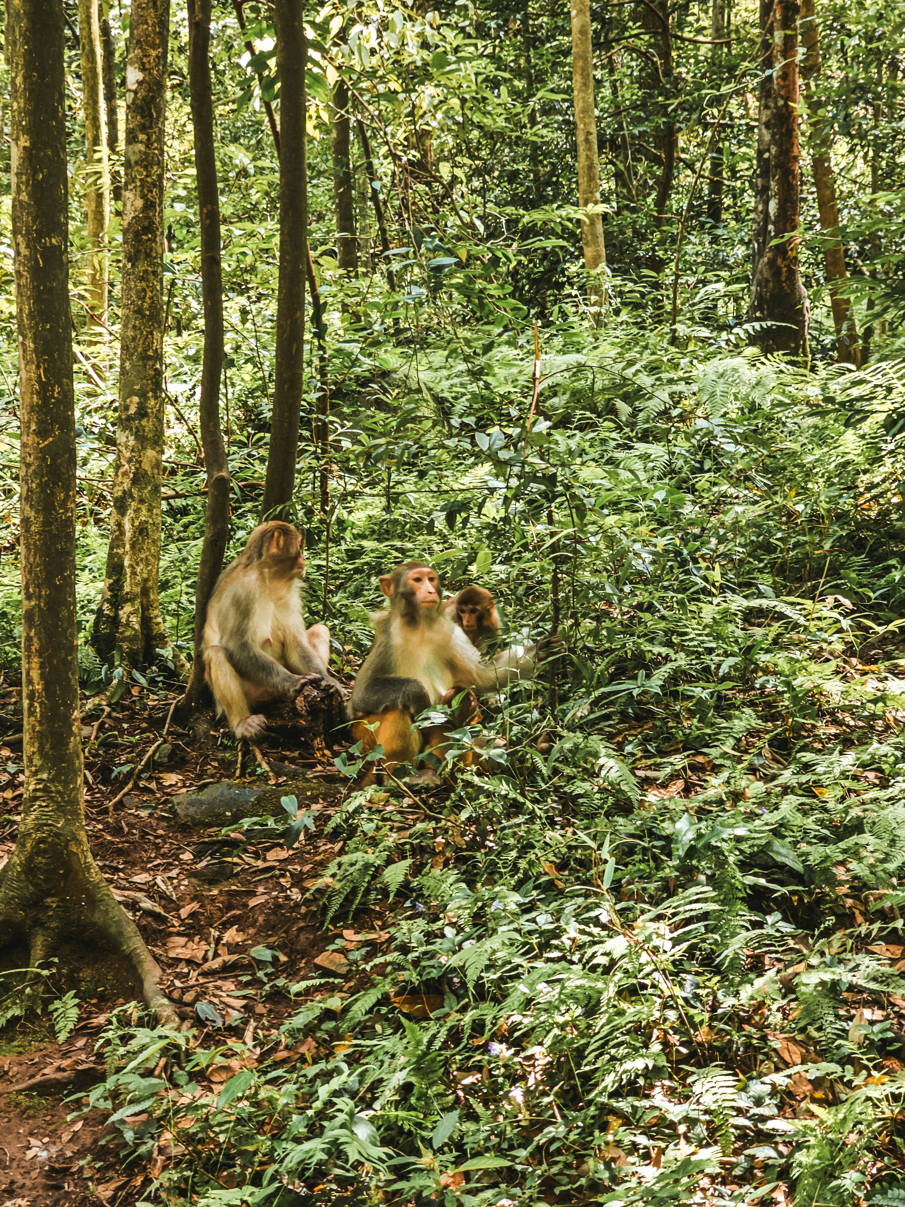 Primates at Rest: A Trio in the Forest Understory