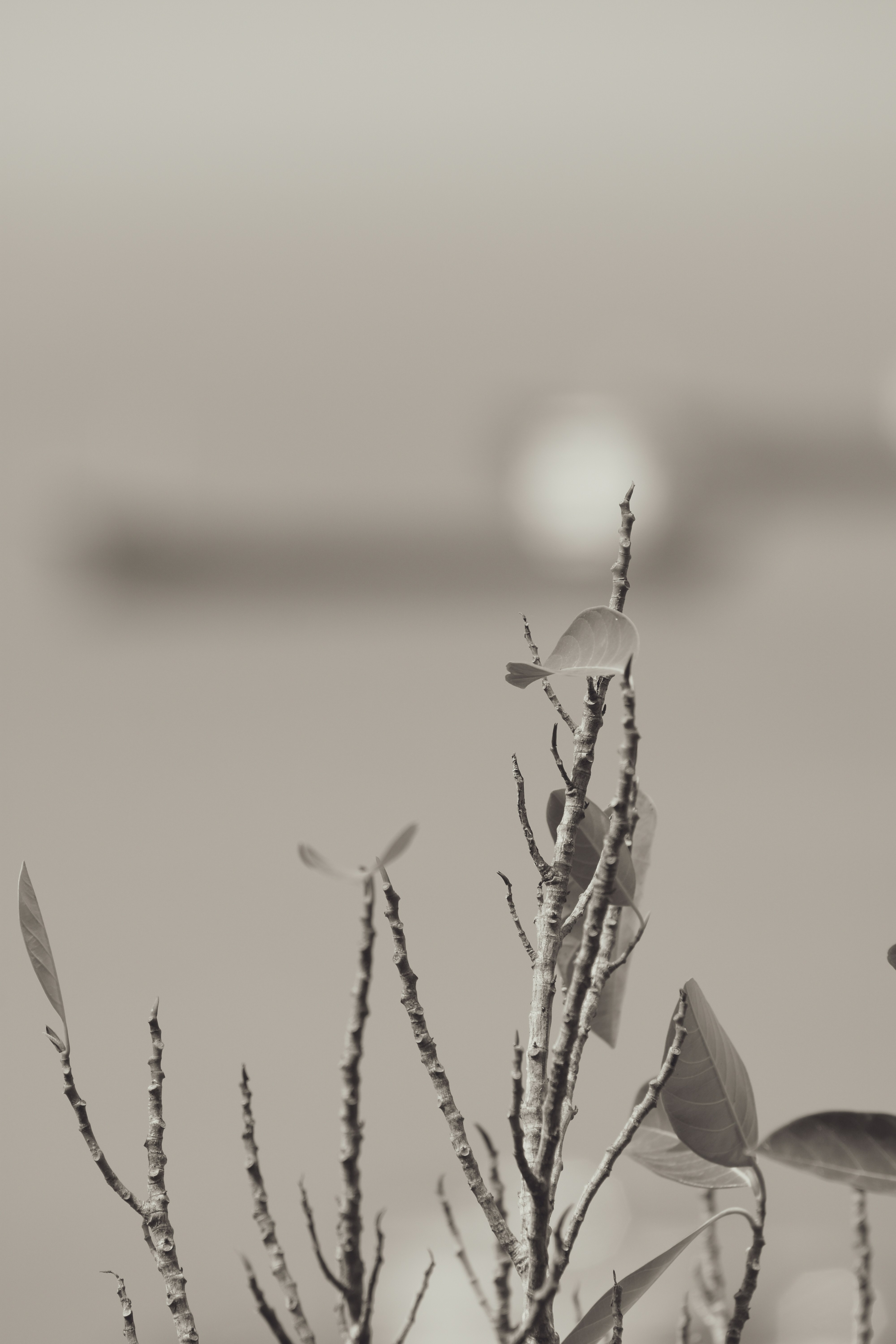 Mono Bloom in a Quiet Horizon