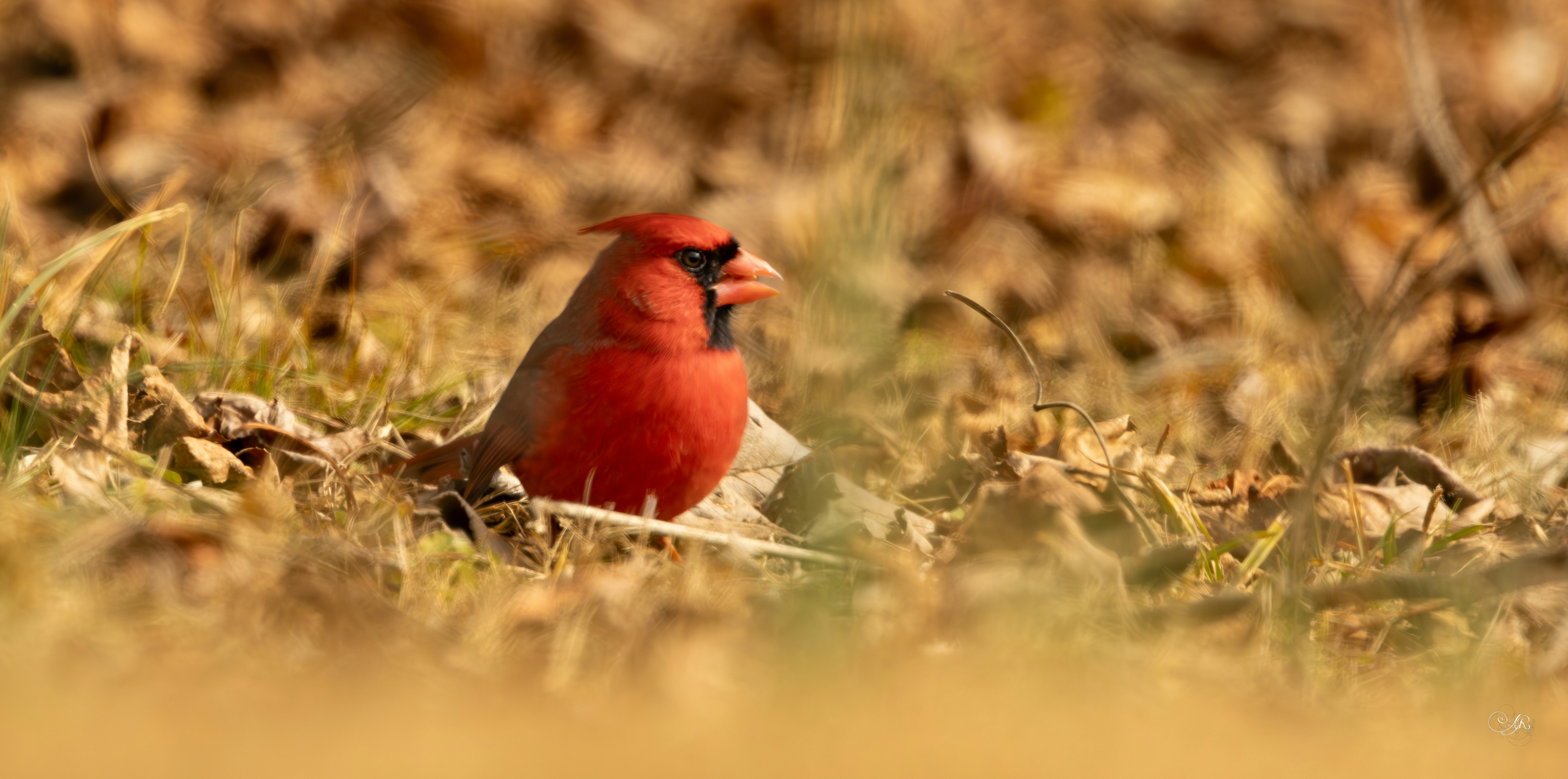 Crimson Cardinal in a Golden Field