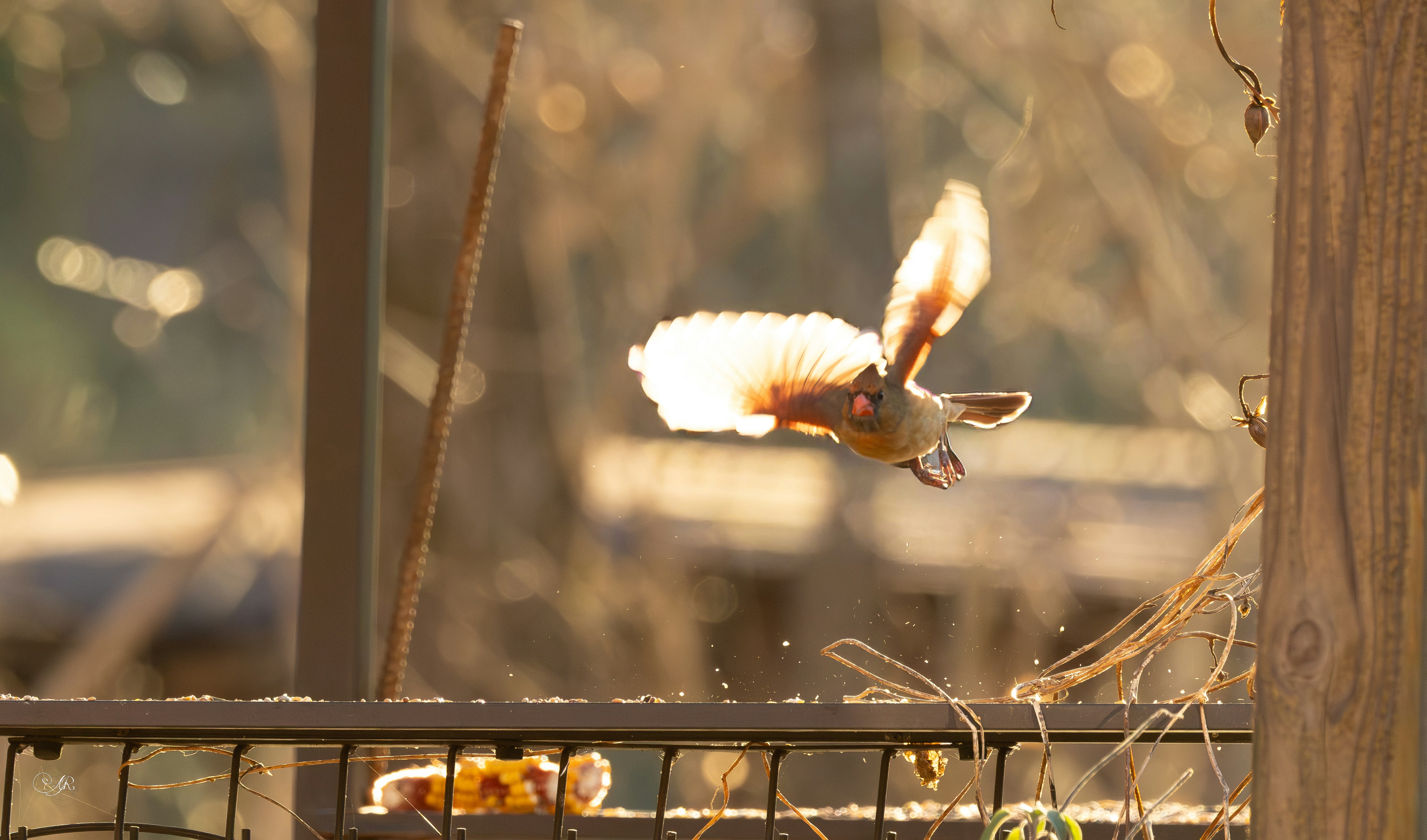 Horizon-bound Sparrow in a Sunlit Garden
