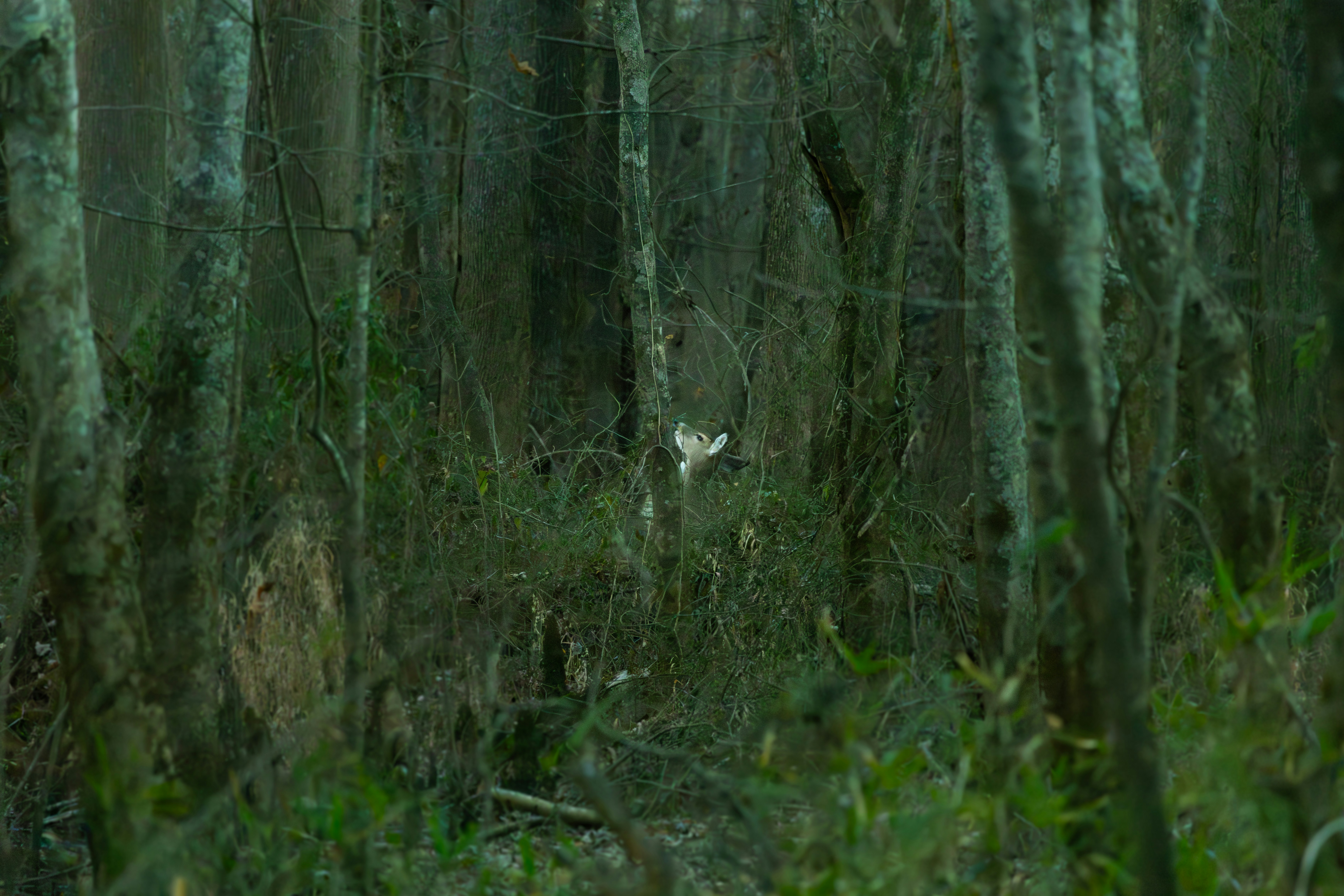 Whisper in the Pines: A Deer Emerges from the Forest Veil