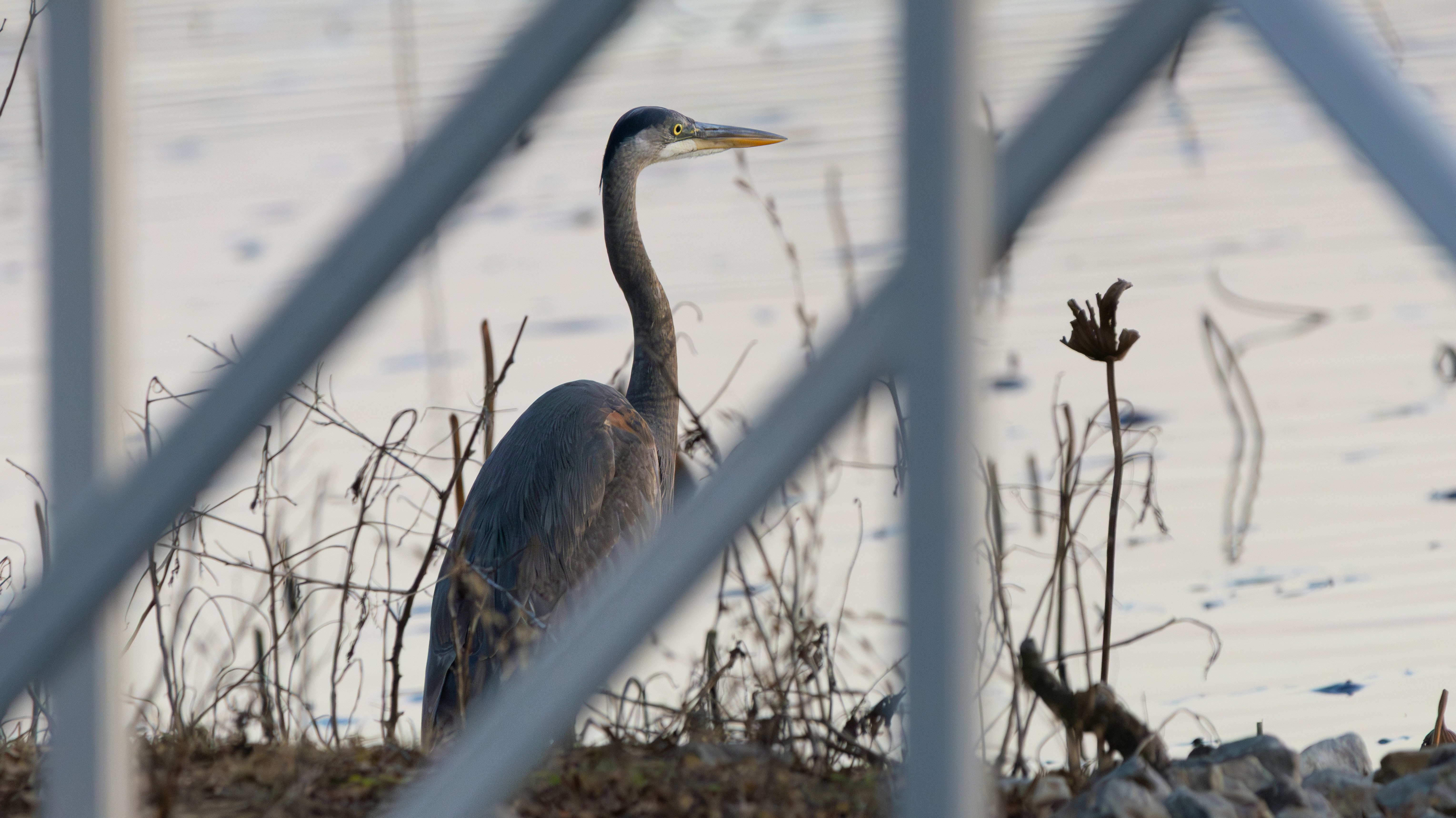 Silent Sentinel by the Shoreline: A Heron Amid Reed Silhouettes