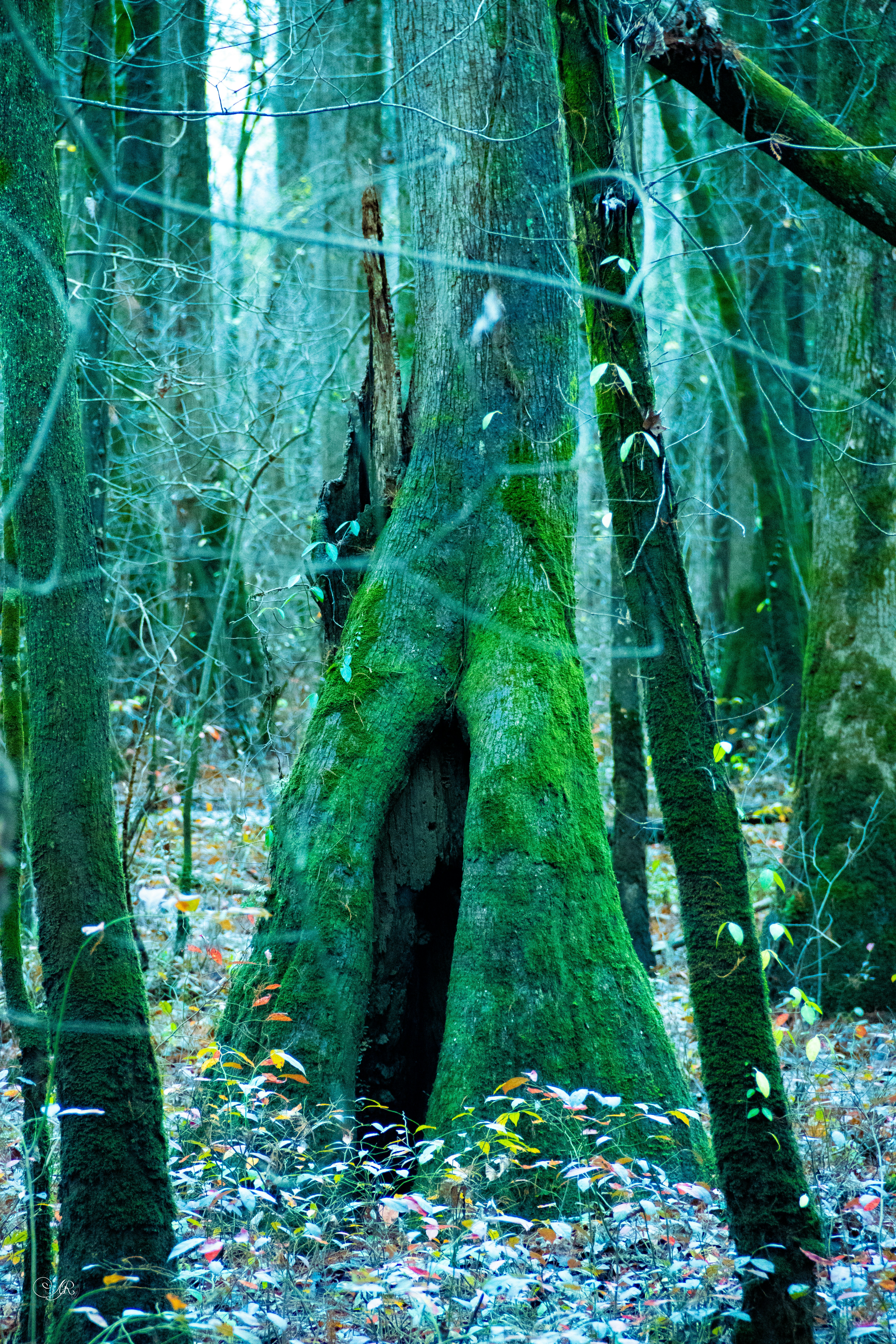 Verdant Hollow: A Moss-Cooled Tree Trunk Cradled by a Forest of Fingers