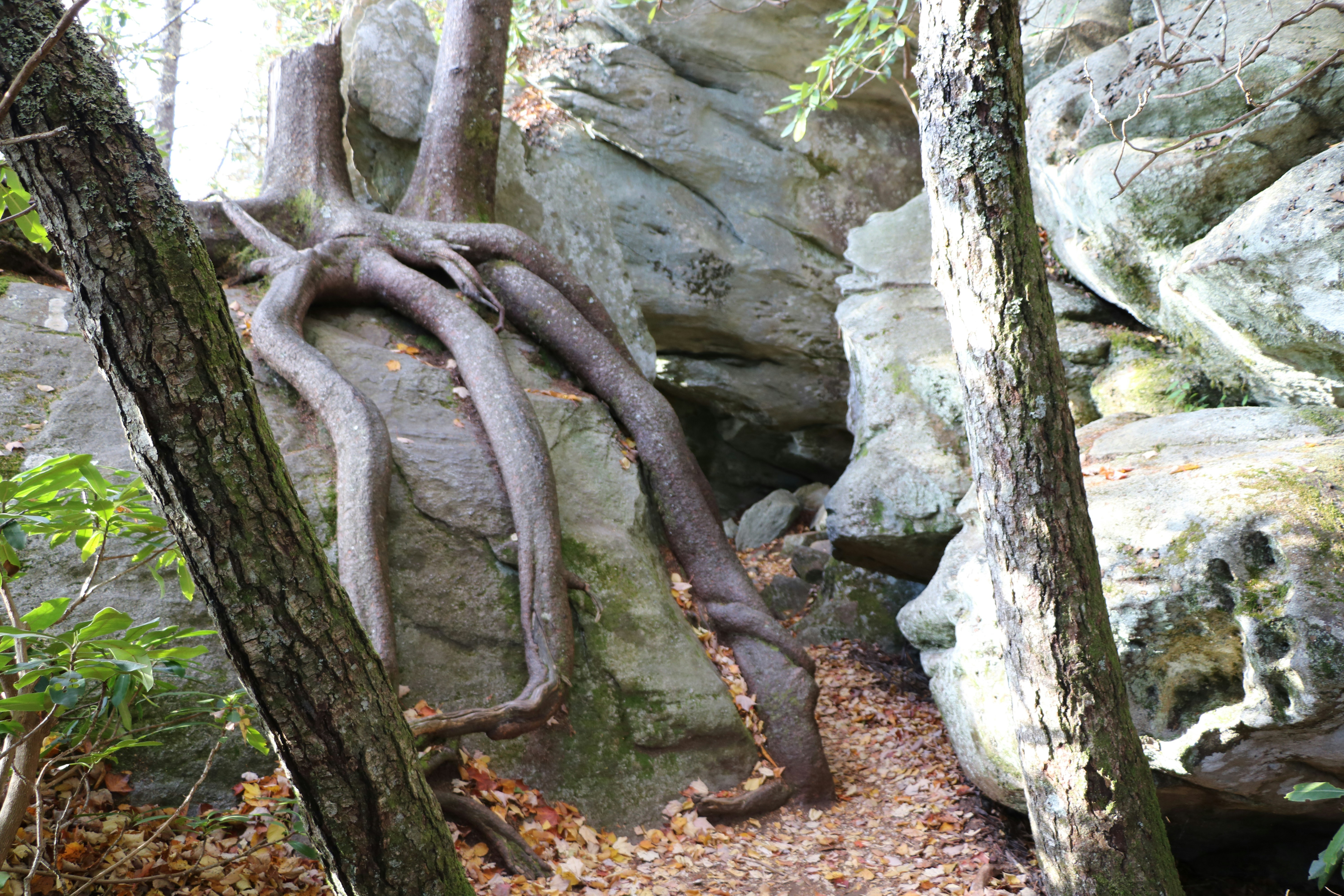 Tangled Roots Among Weathered Rocks