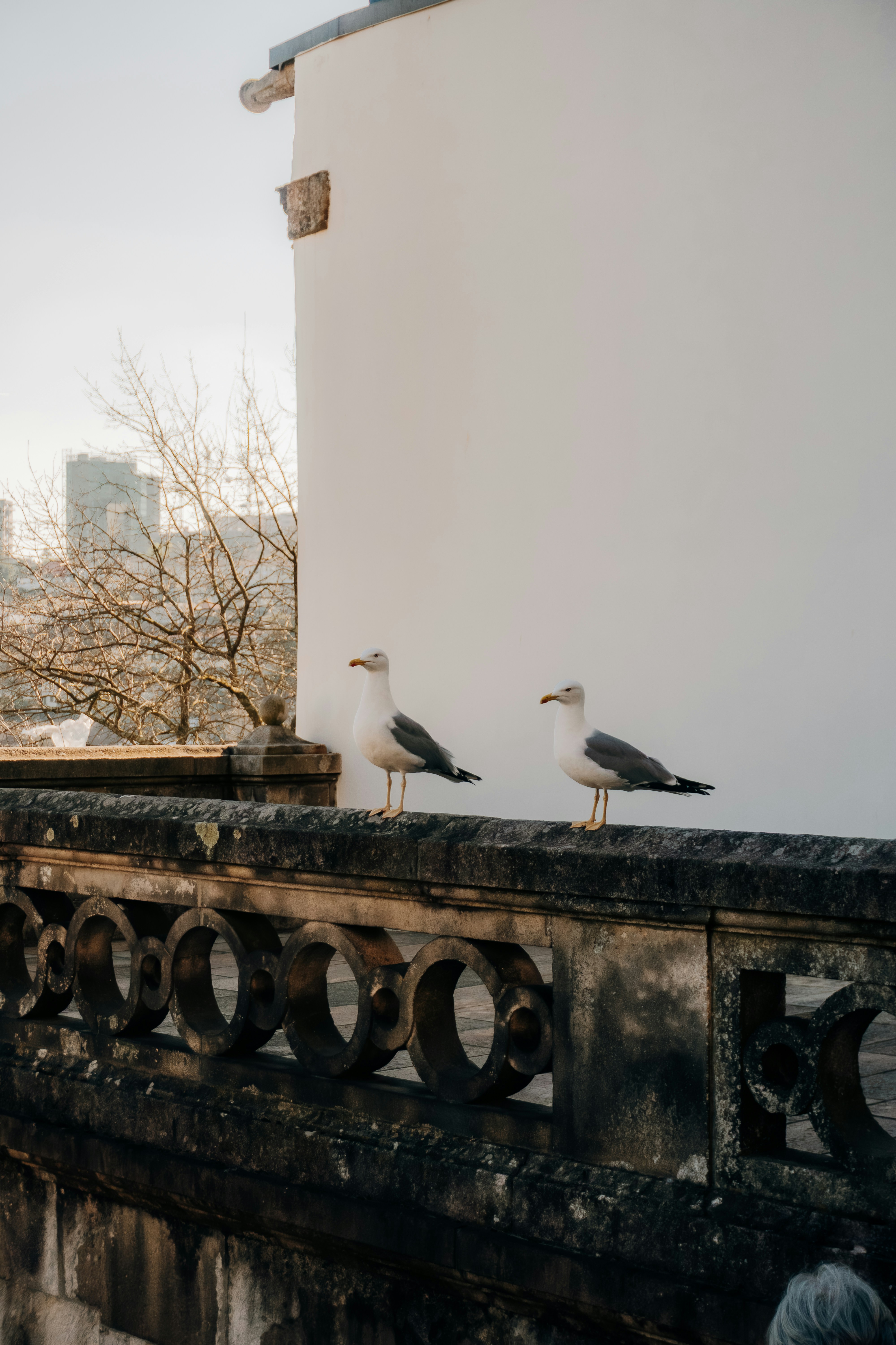 Two Seabirds on a City Terrace at Dusk