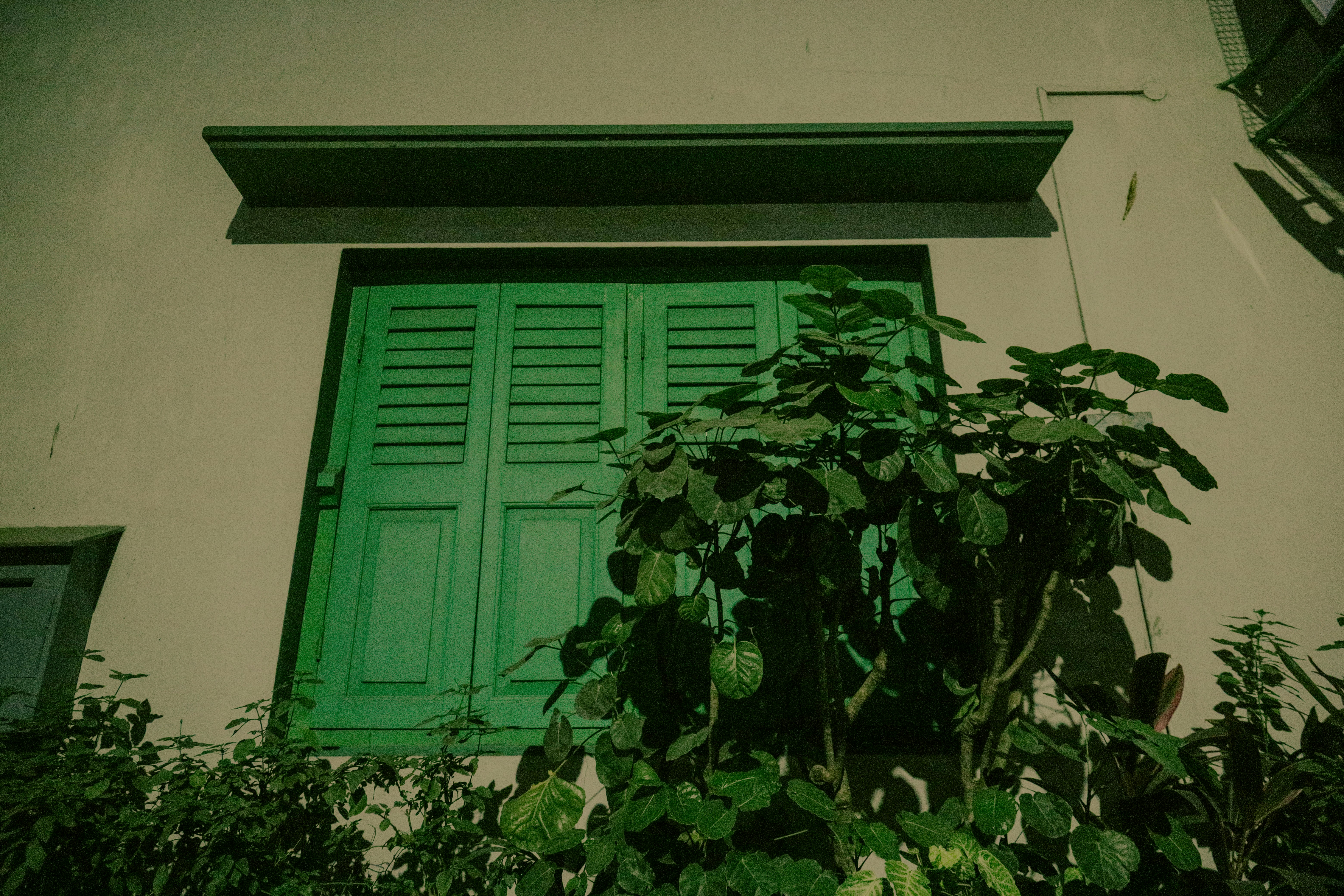 Green shutters, overgrown plants, and a sunlit façade