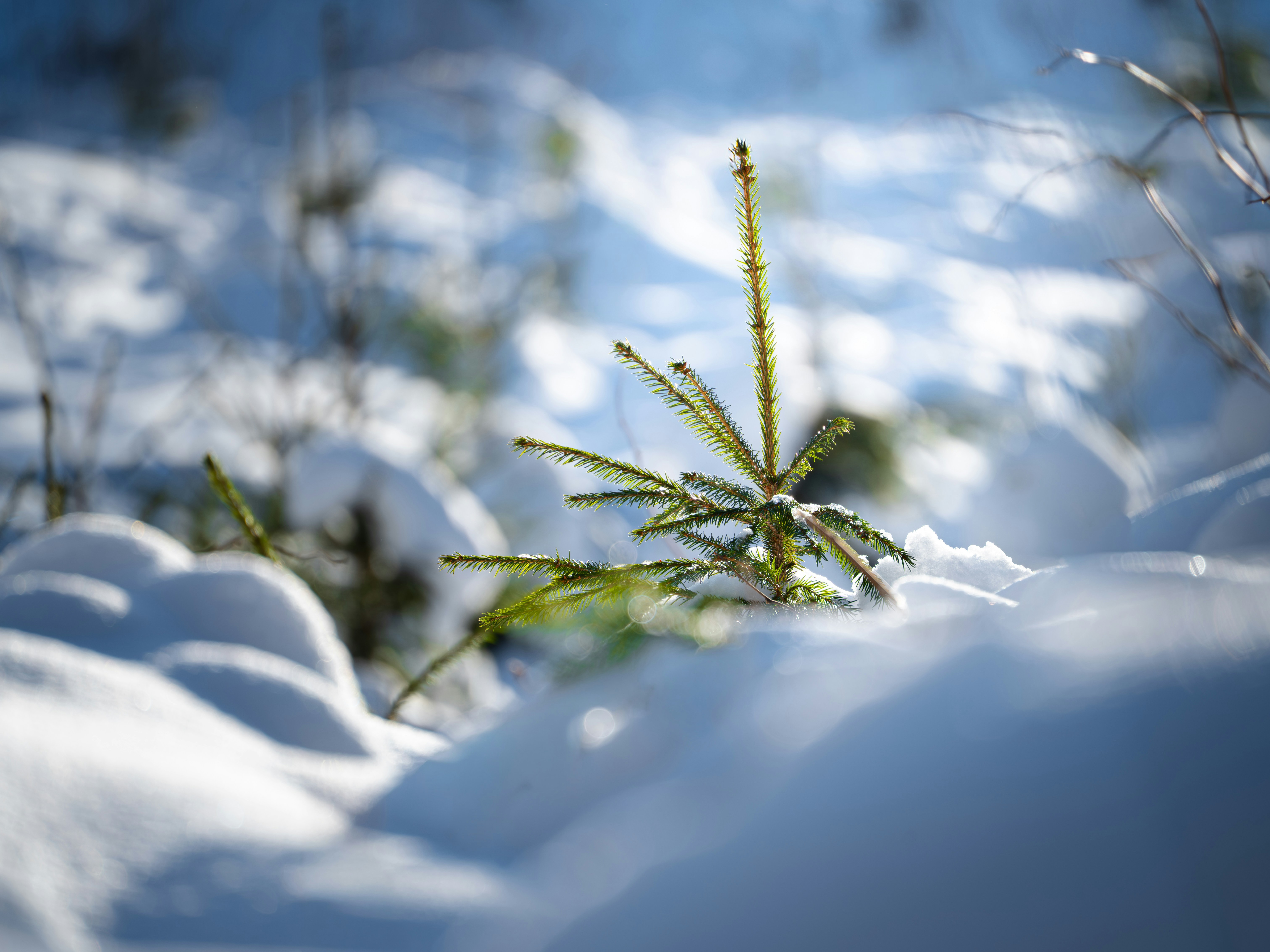Snow-kissed Sprout: A Lone Pine Among Quiet Slopes