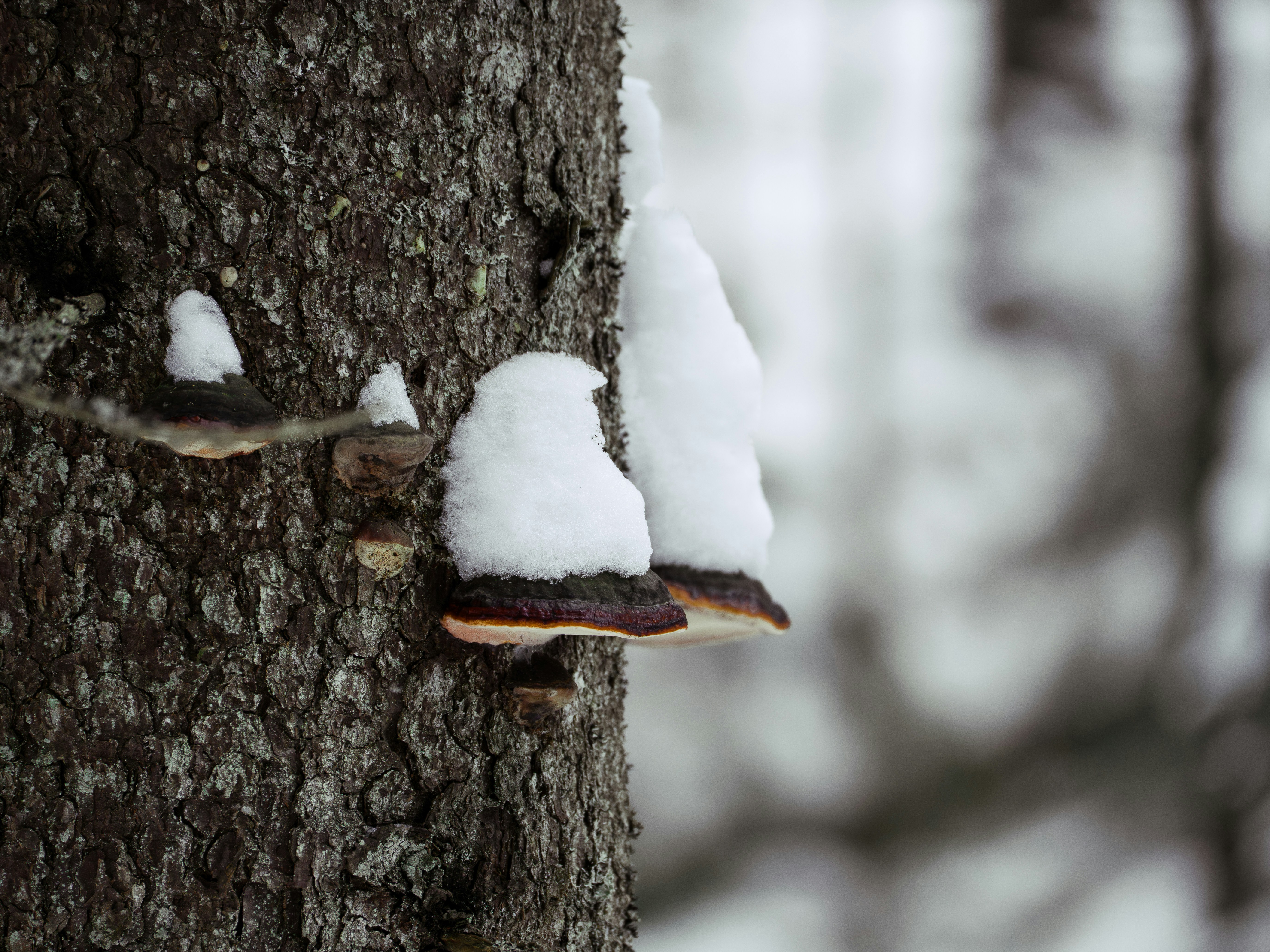 Snow-Capped Bracket Fungus on a Snowy Pinetree