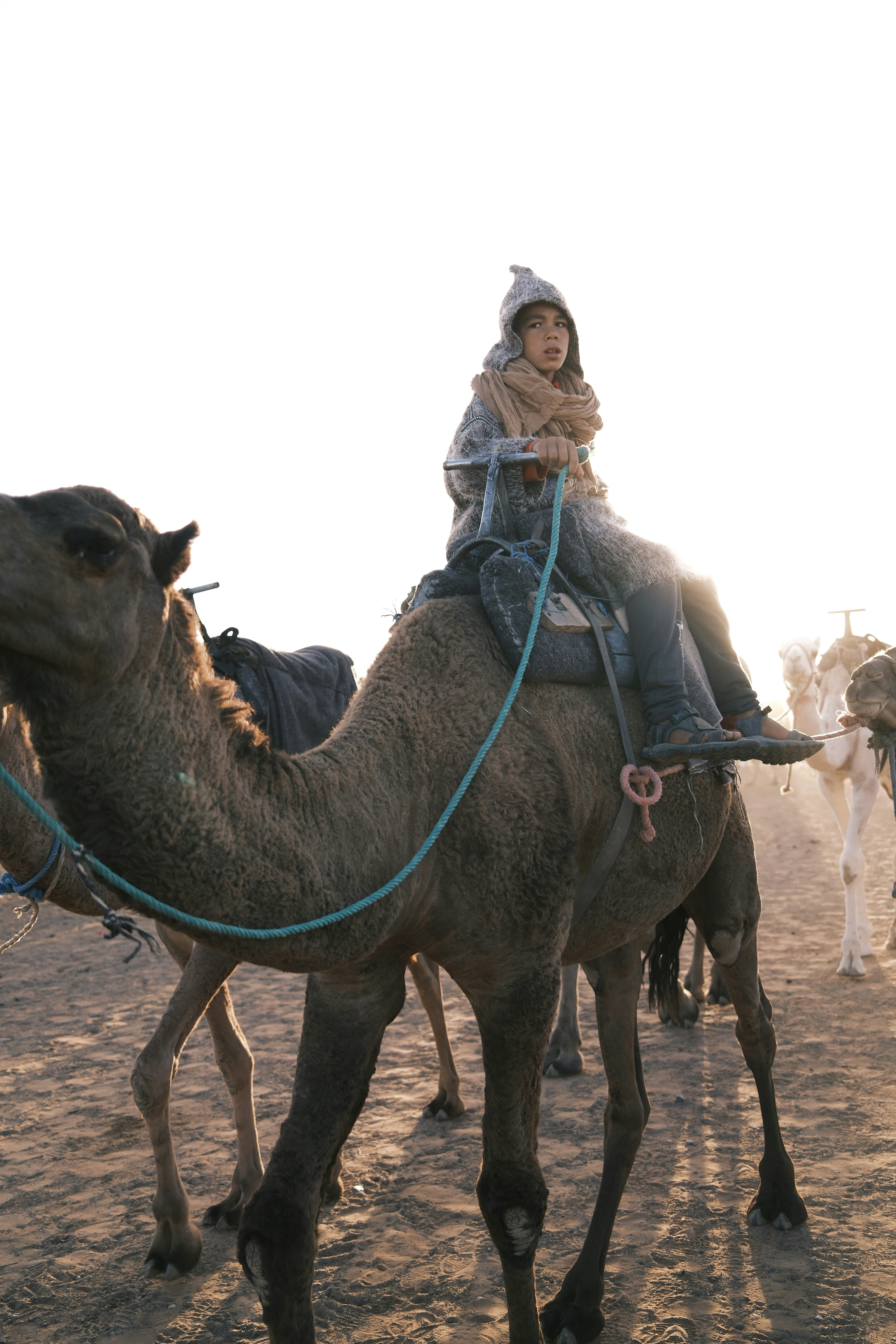 Riders and Camels at Dusk: A Child on the Camel Train