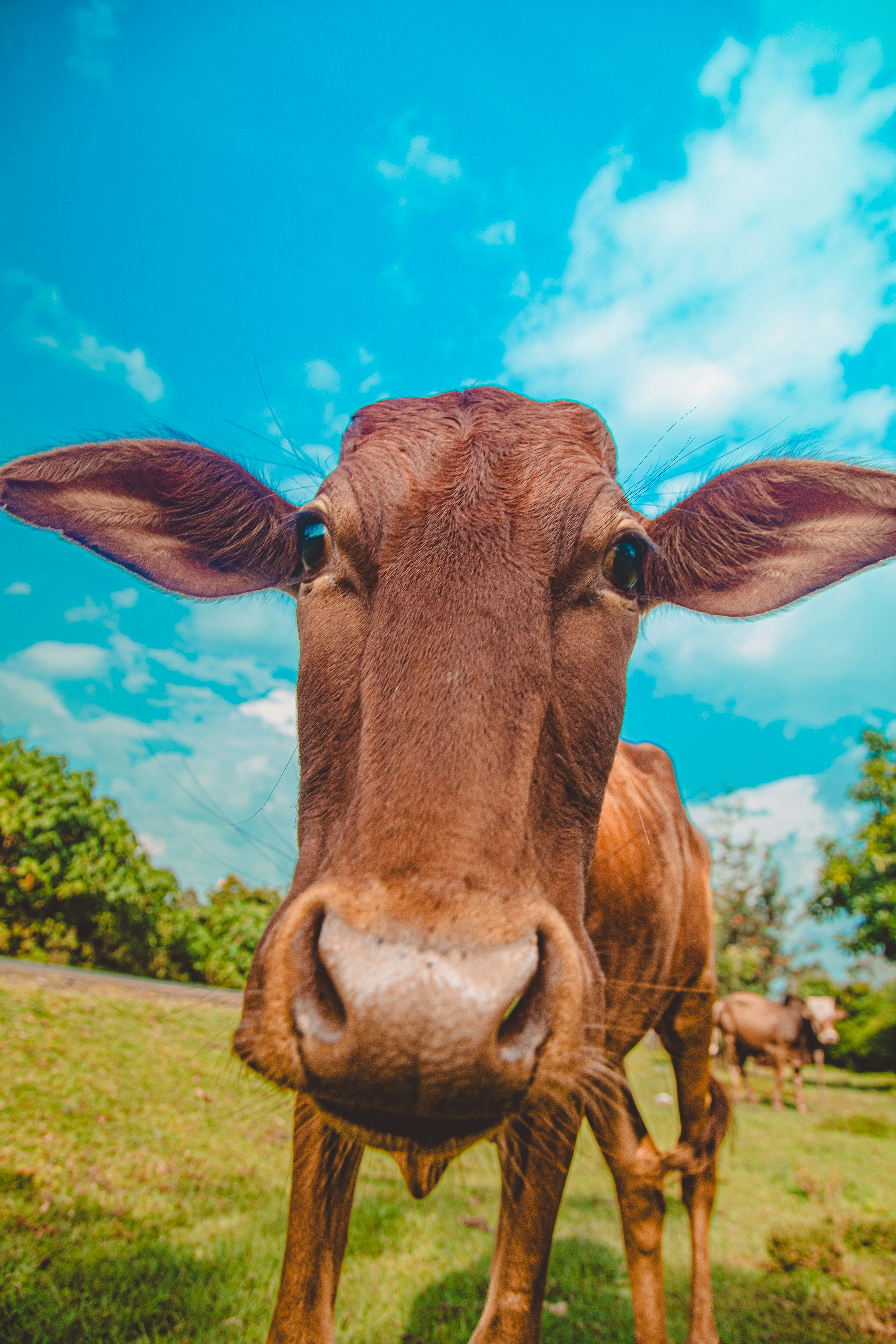Close-Up Curiosity: A Brown Cow Stares Down the Lens