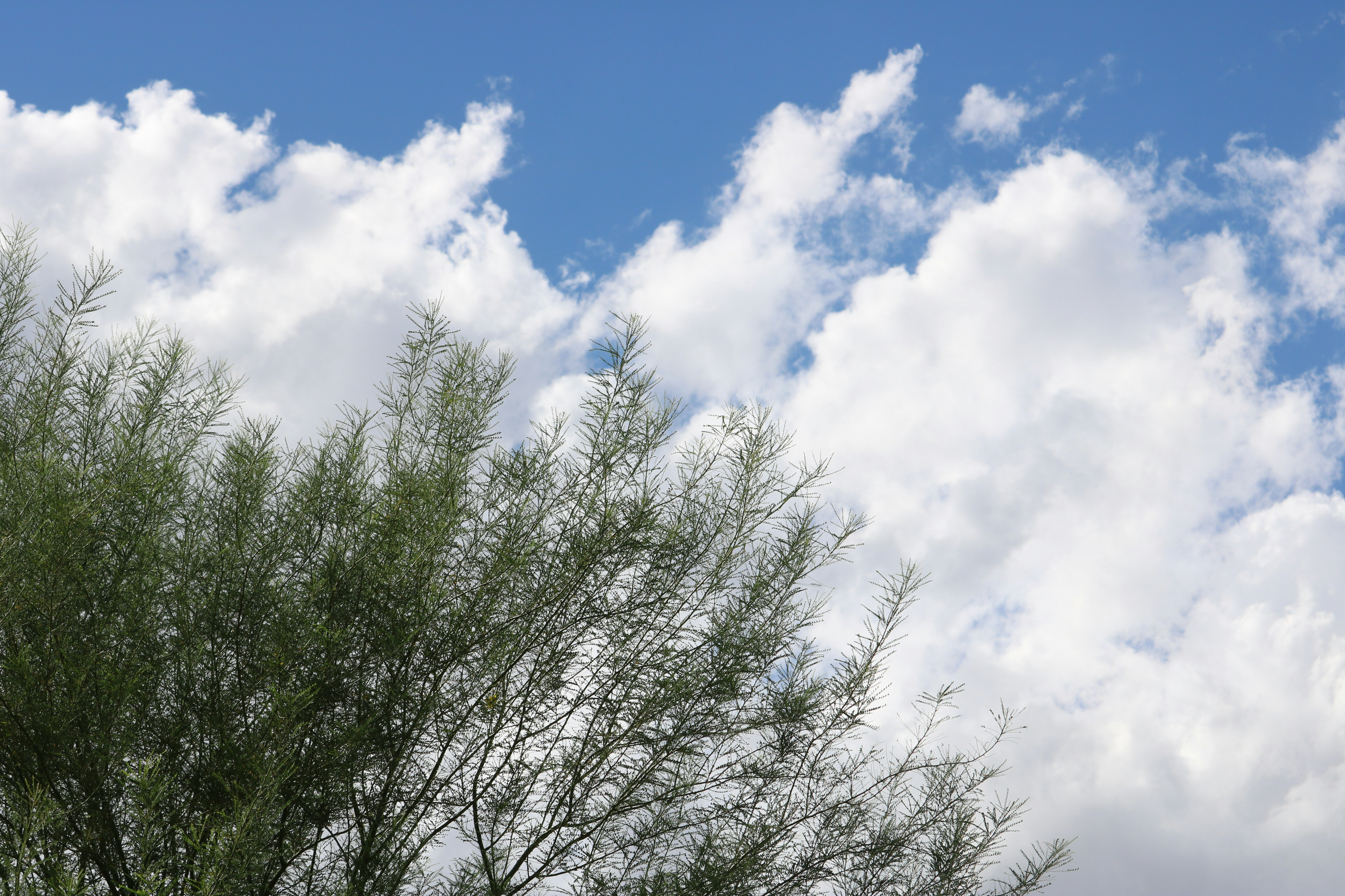 Rooted against the Sky: Sunlit Cedar Fronds against a Puffy Crown
