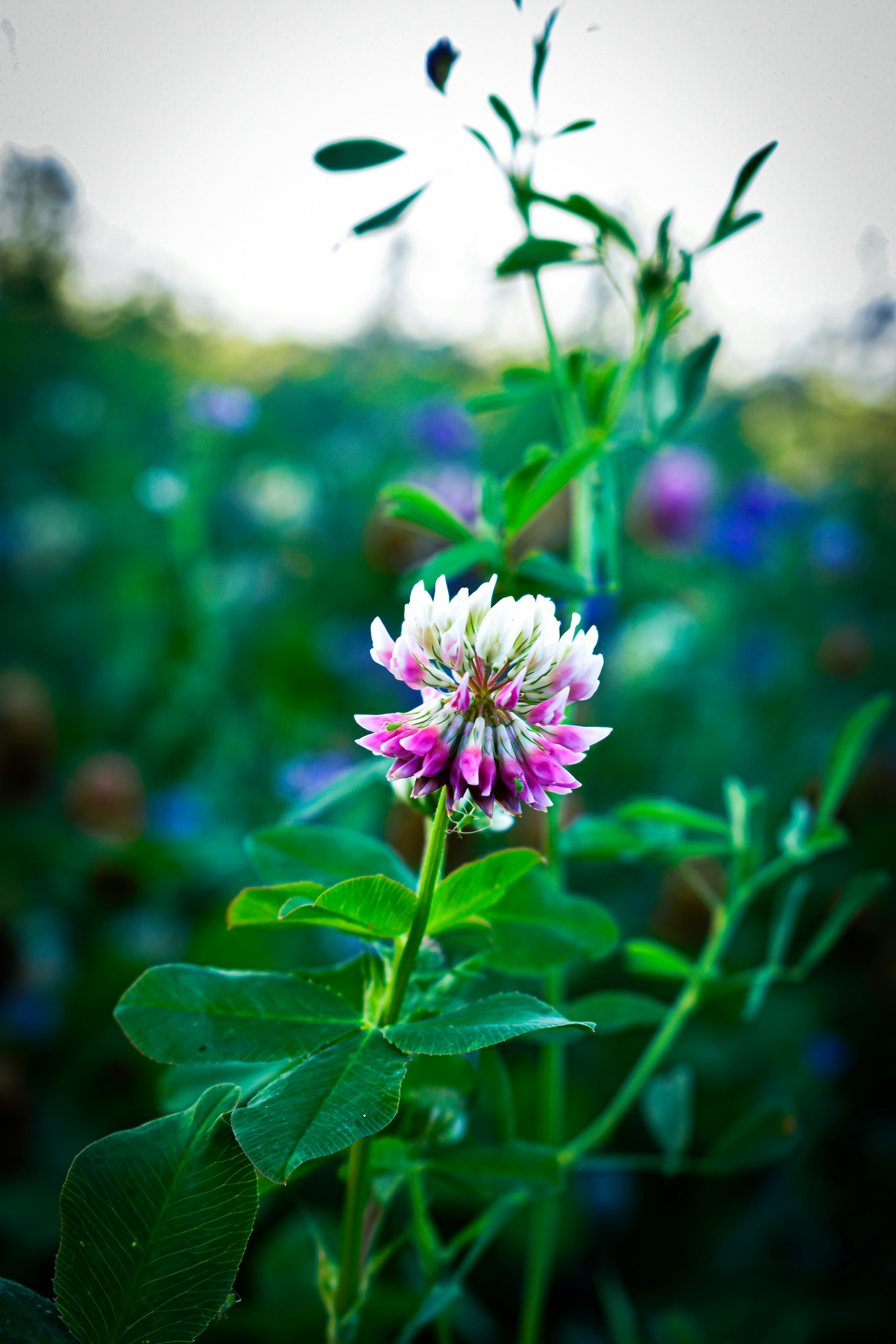 Blooming Spotlight: Central Cloverhead Among a Sea of Color