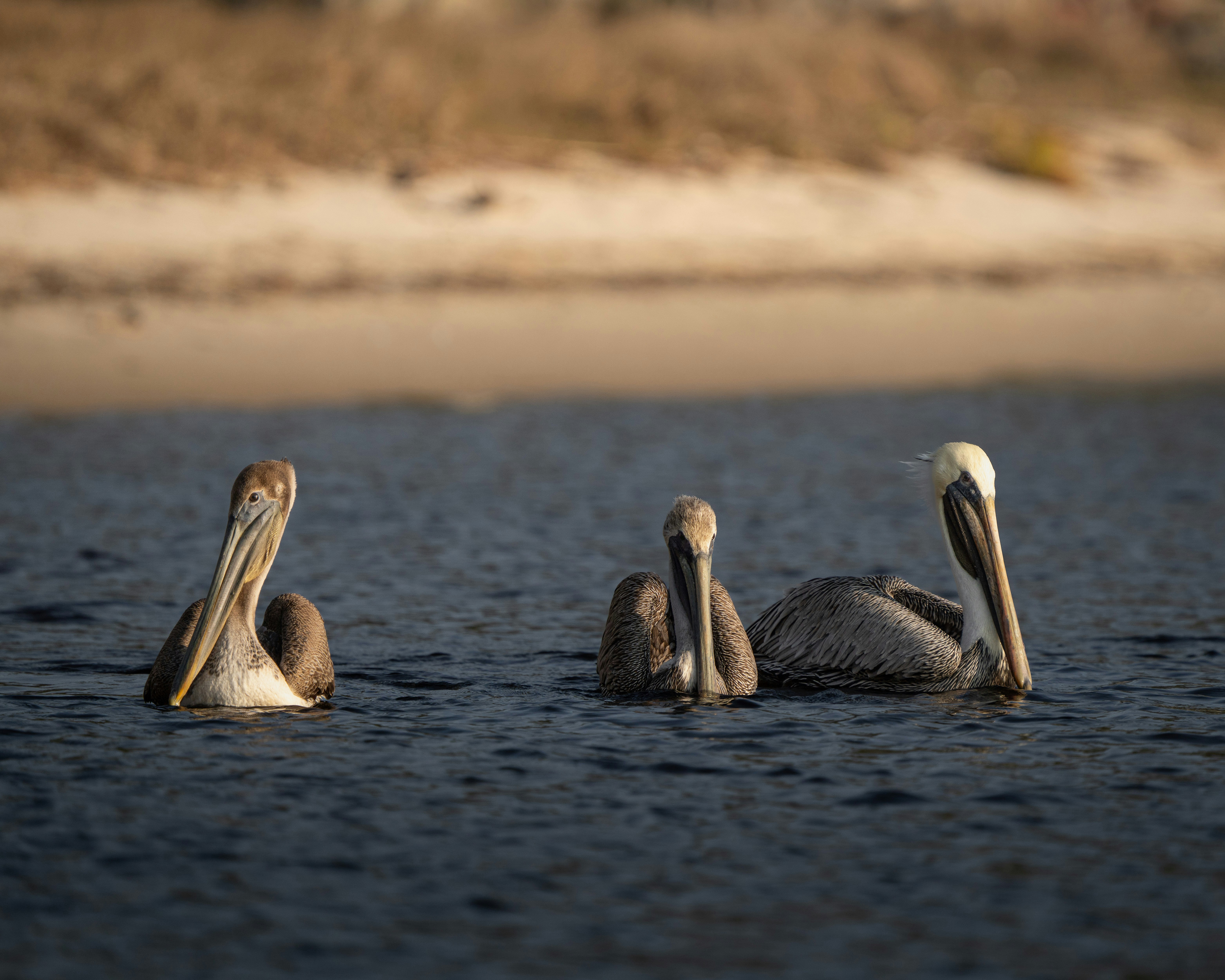 Twilight Trio: Pelicans Rest in Quiet Water