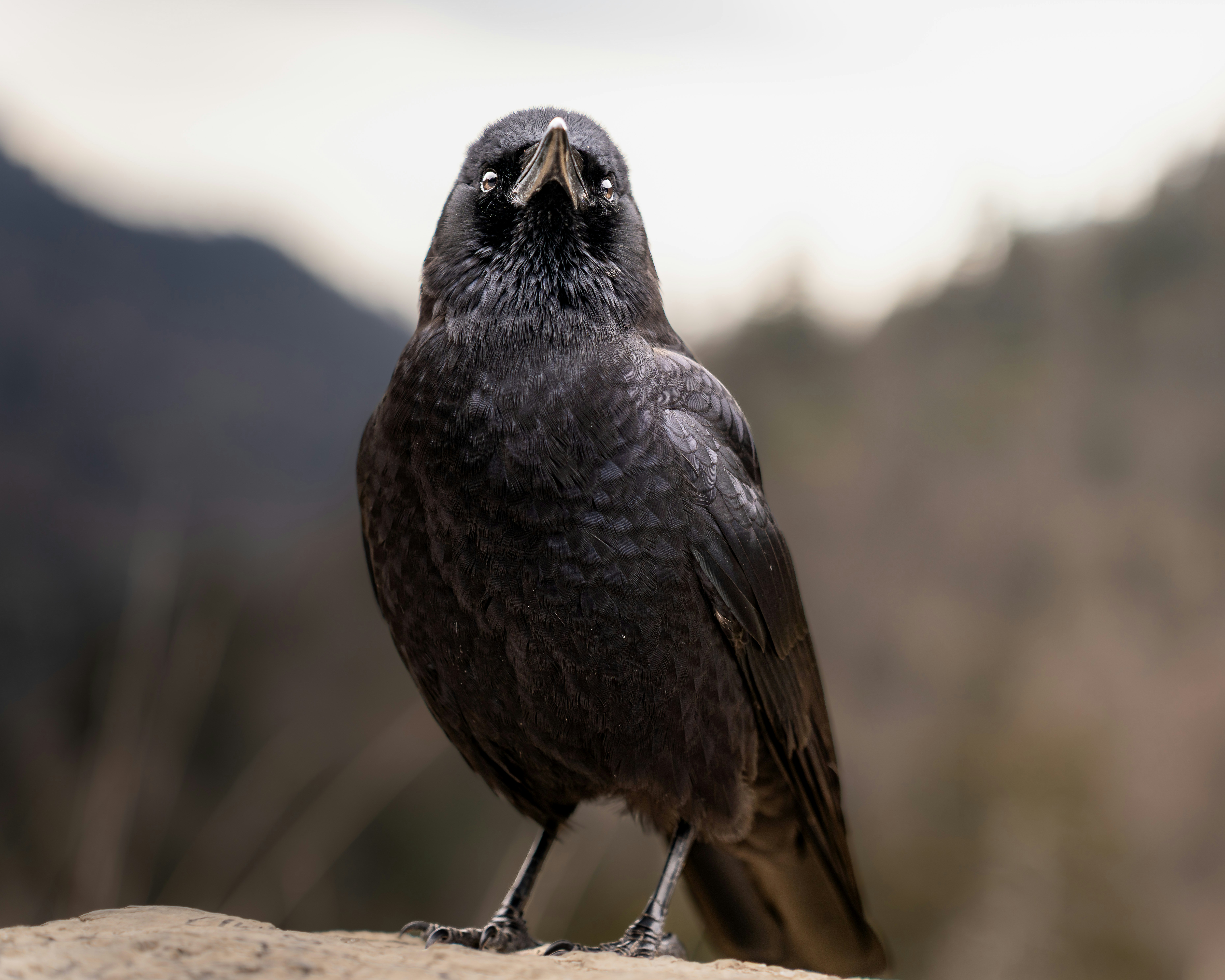 Bold Crow on a Weathered Perch Under Soft Backdrop