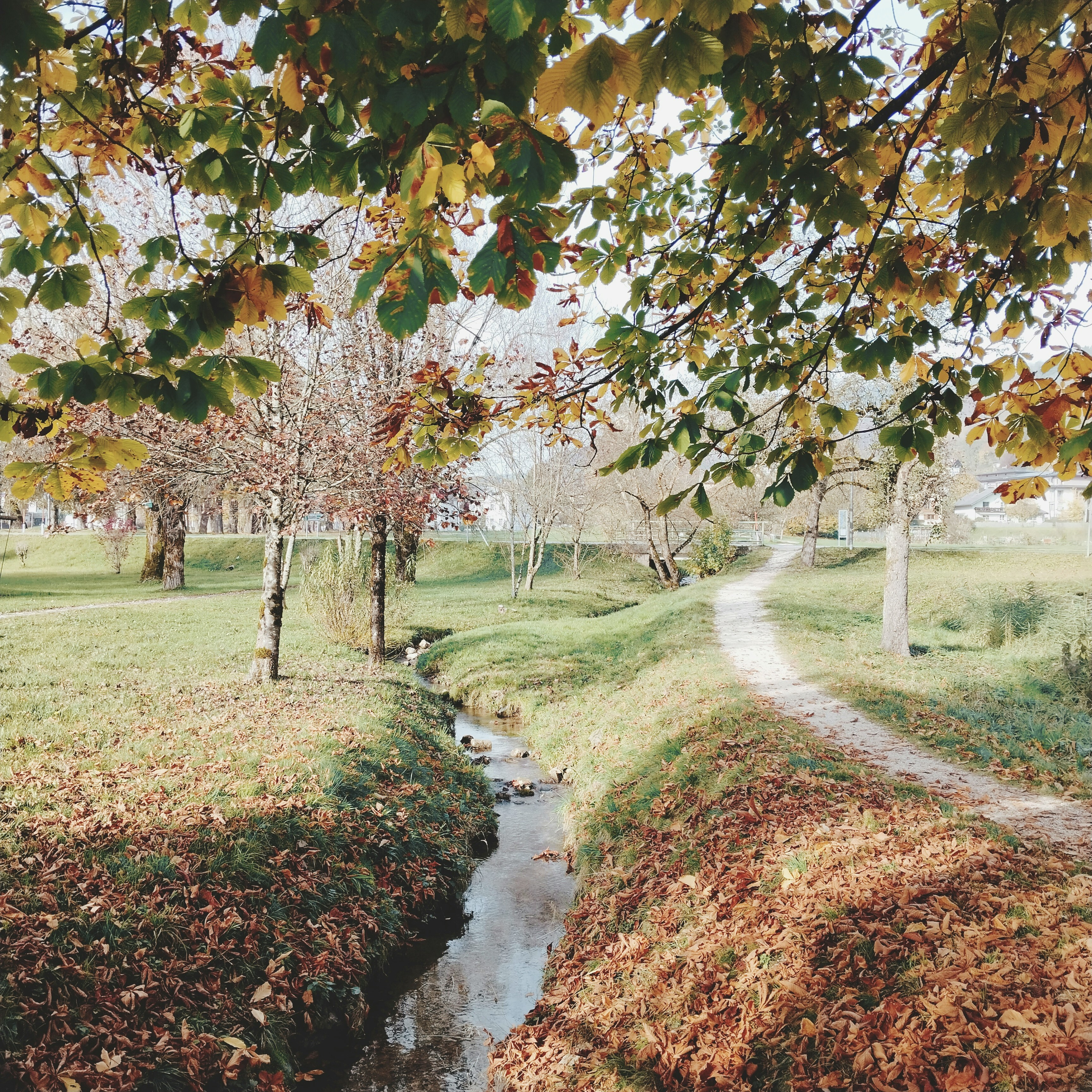 Autumn path beside a stream with colorful leaves