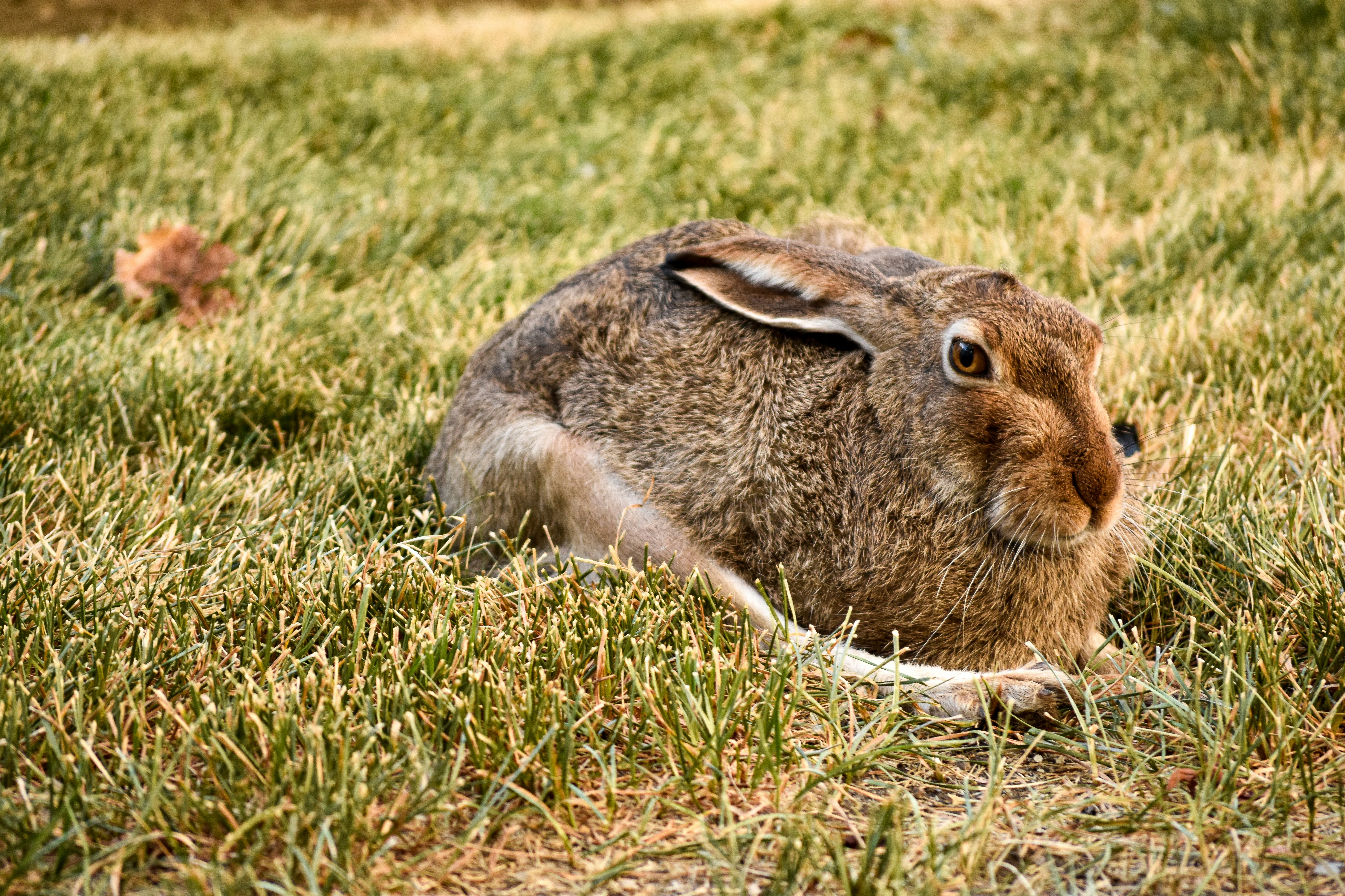 Hare in the Meadow: A Quiet Moment Amid Sunlit Grass