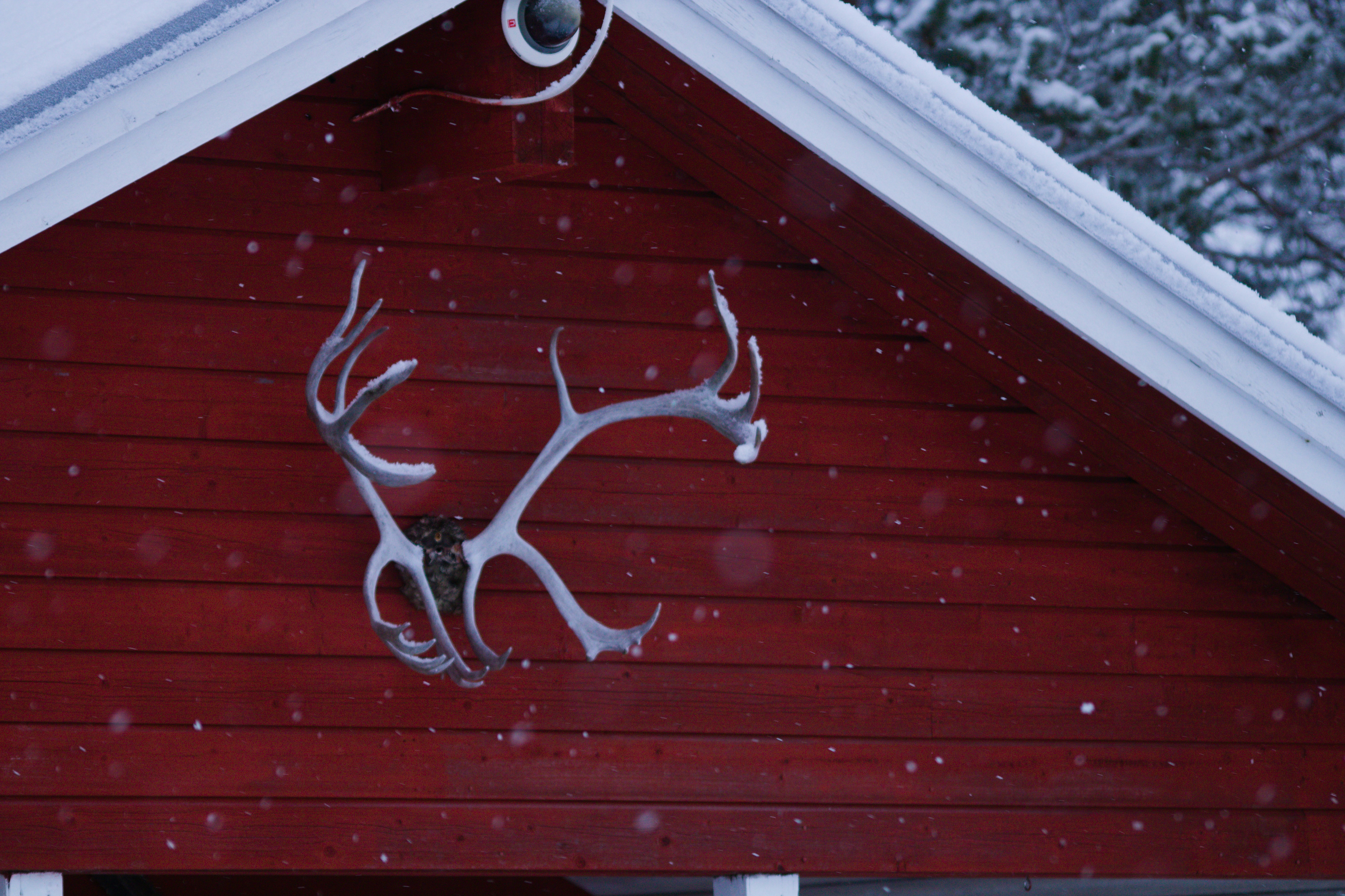 Antler Embrace on a Snowlit Red Facade