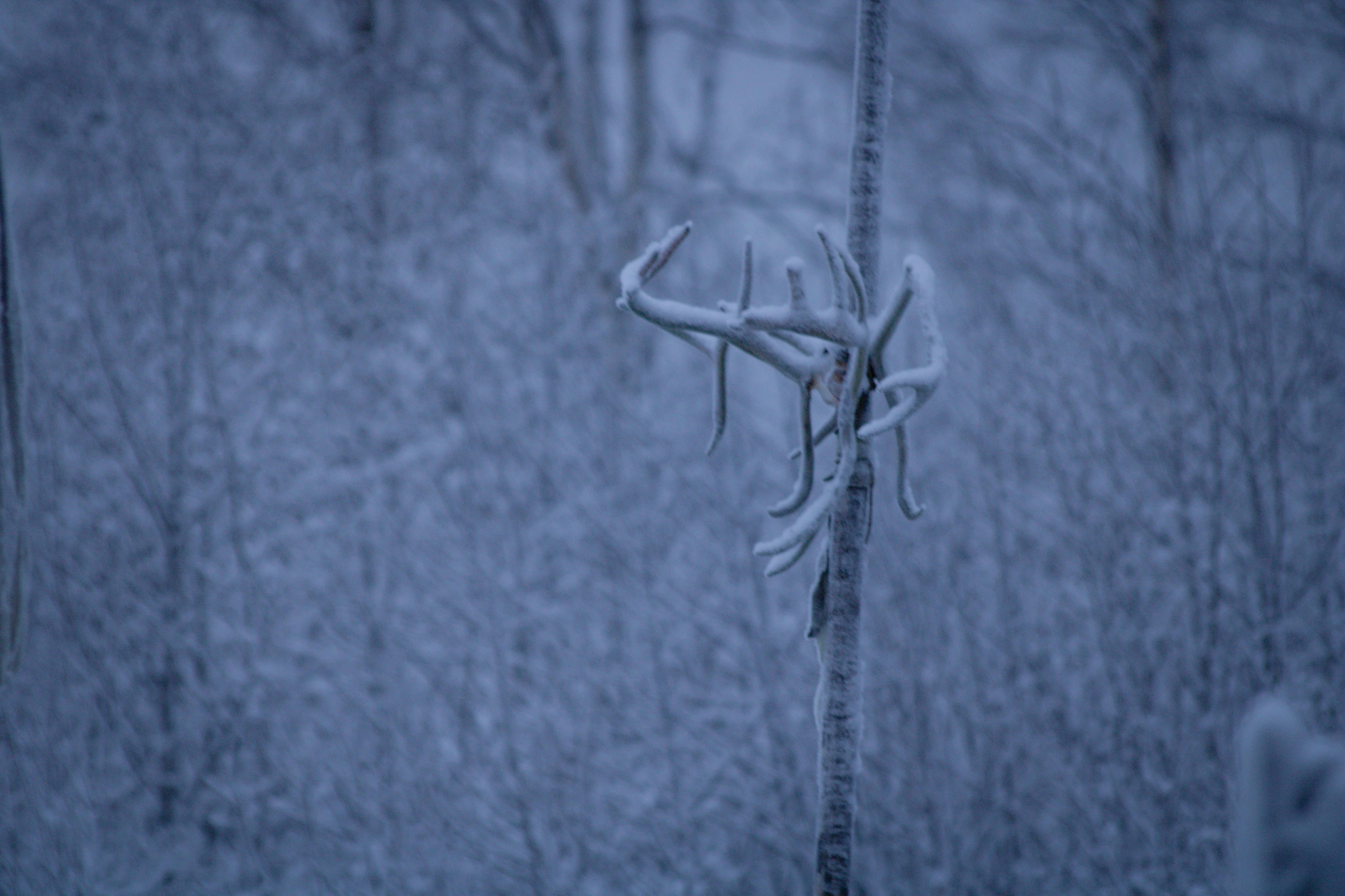Frosted Antlers in a Quiet Winter Thicket