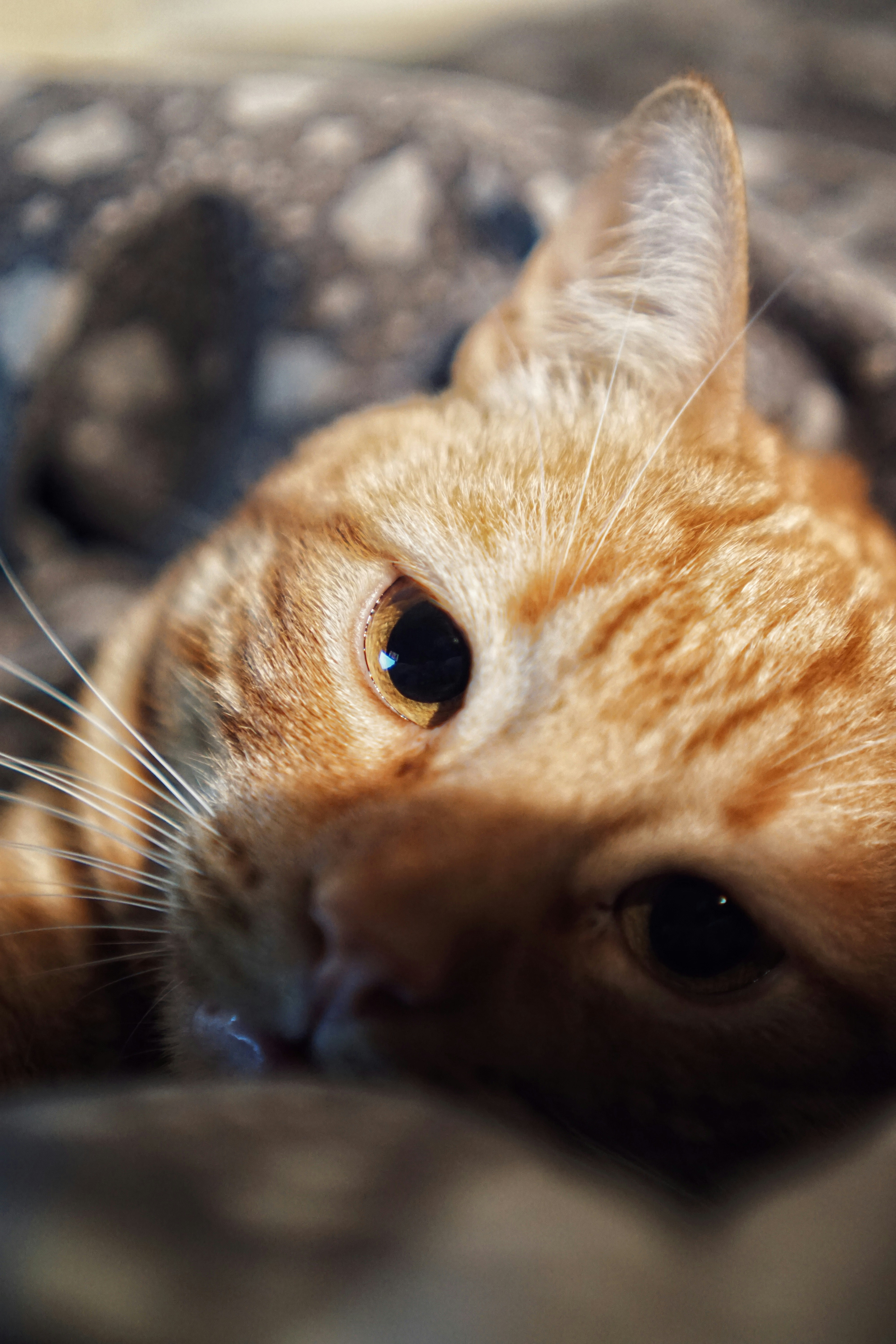 Amber gaze: a cat’s close-up surrender to the lens
