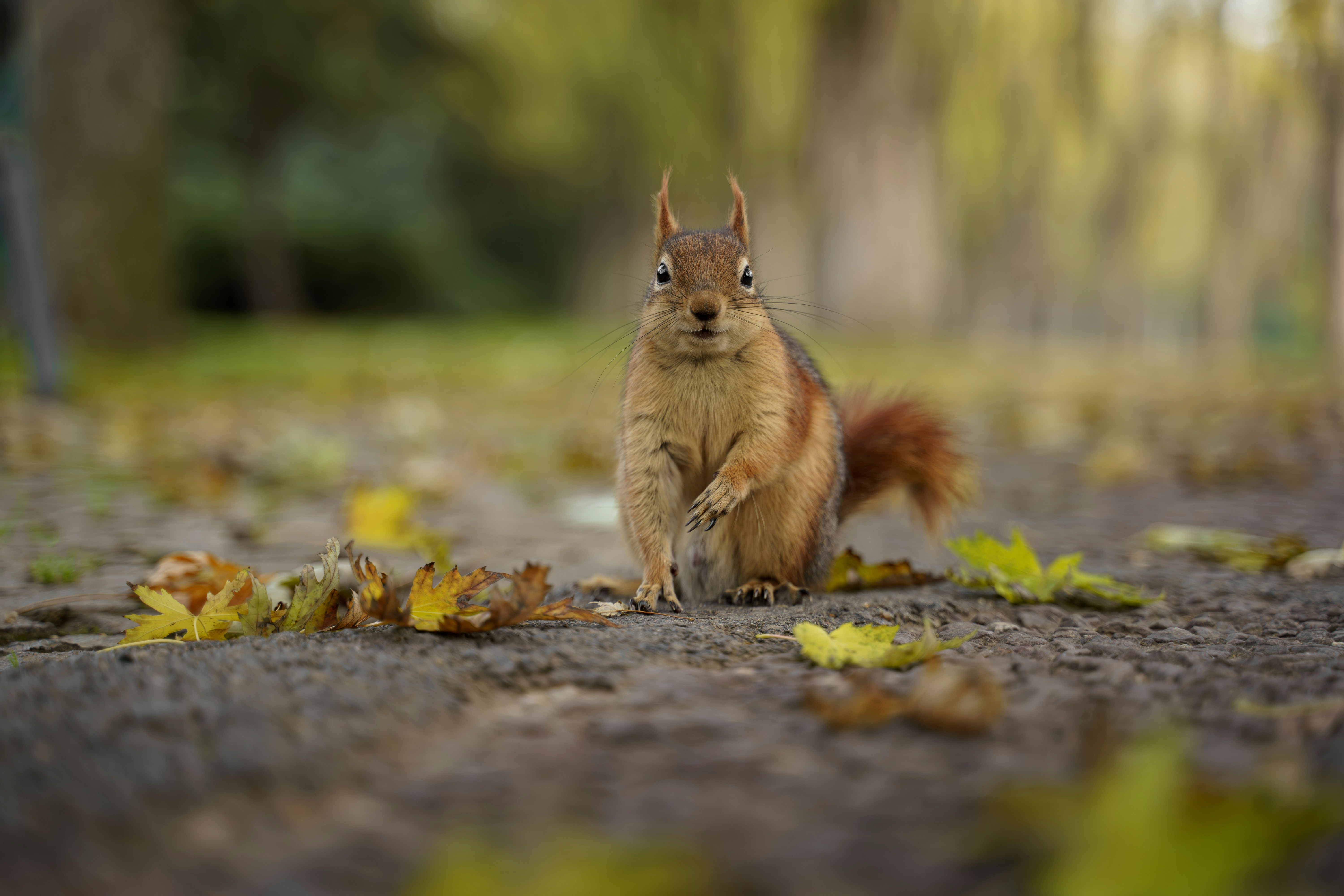 Midday Stance: Squirrel on a Leaf-Littered Path