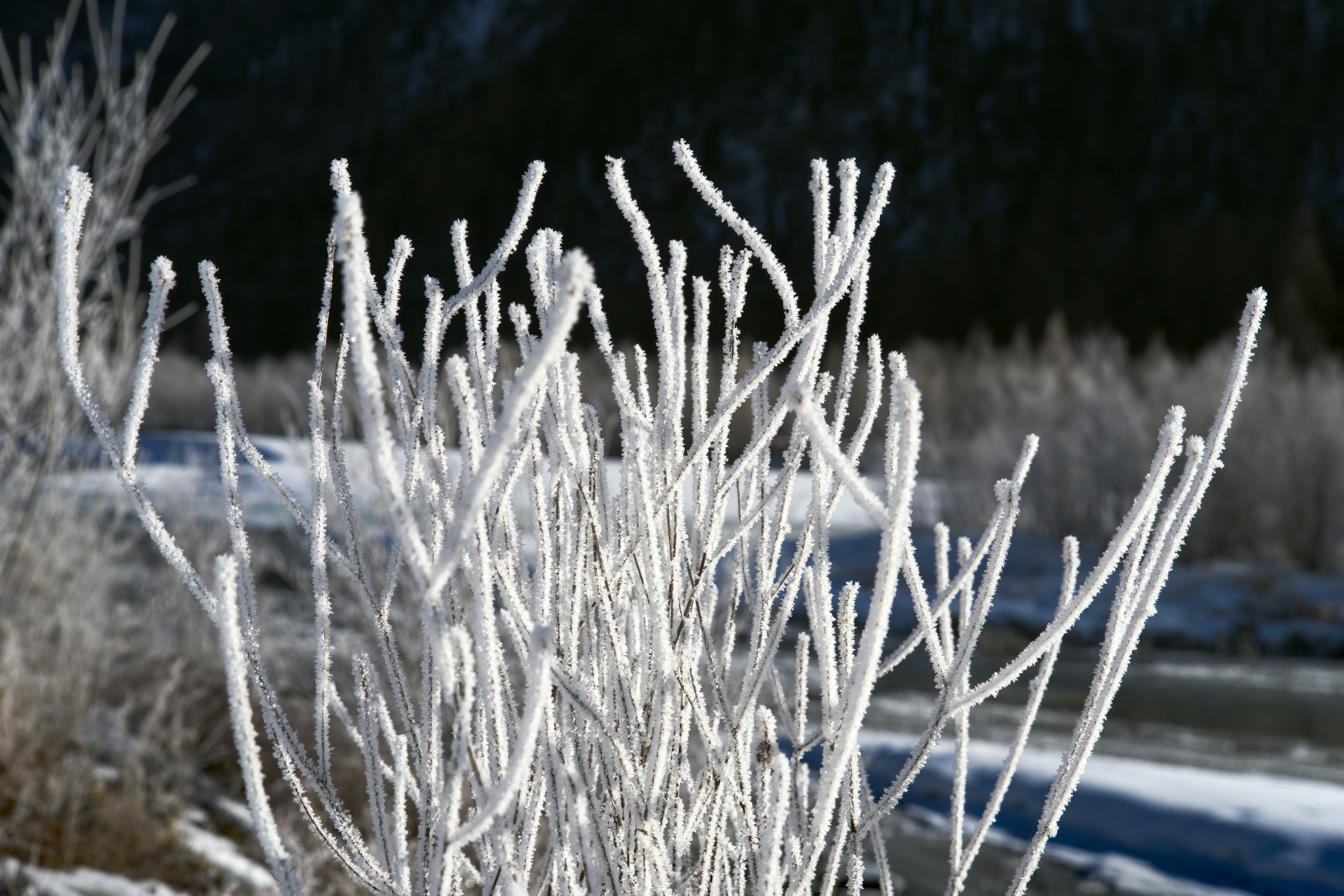 Frosted Reeds: A Quiet Winter Edge of Light