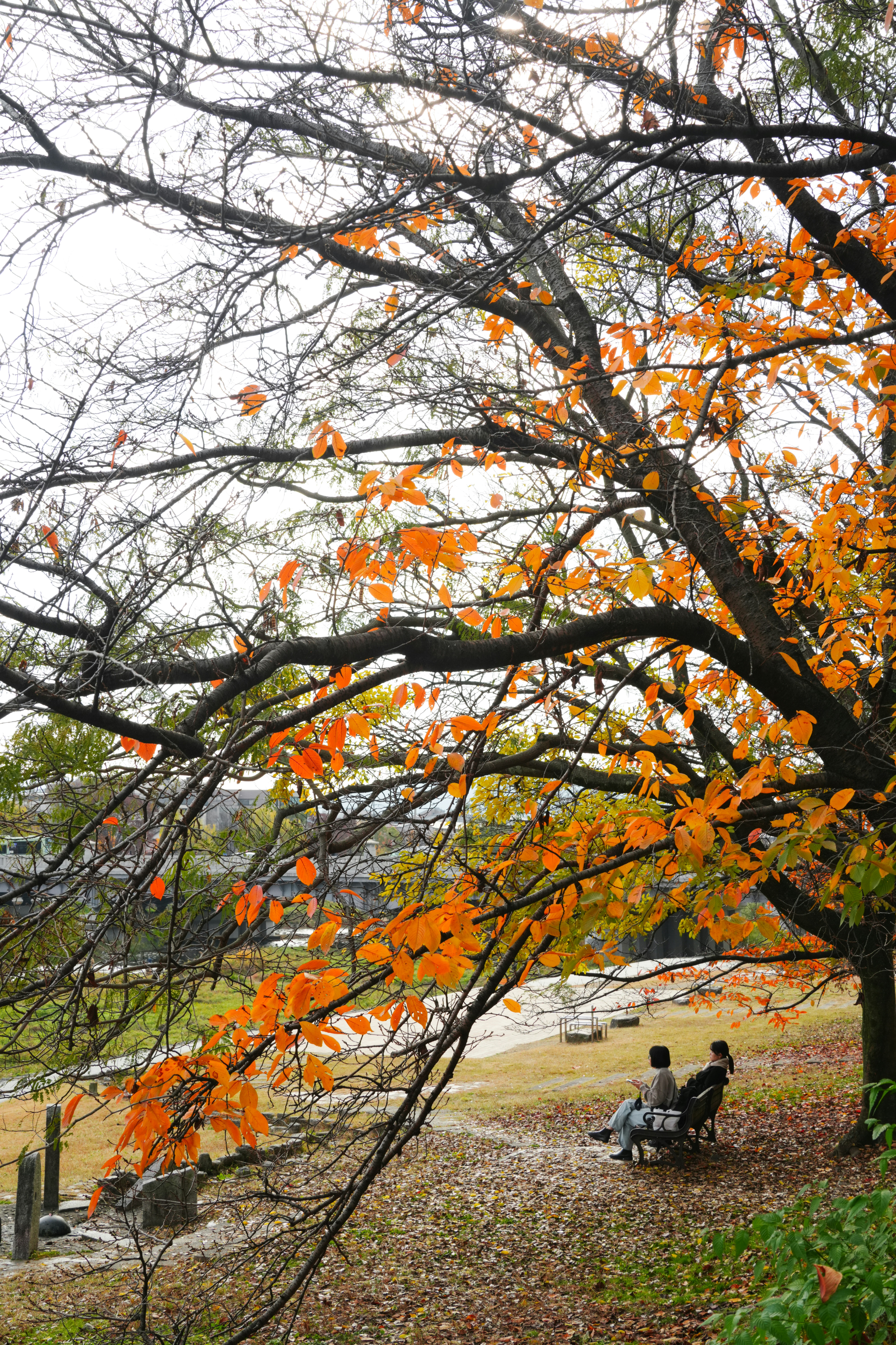 Autumn Dalliance: Quiet Bench Beneath a Canopy of Orange