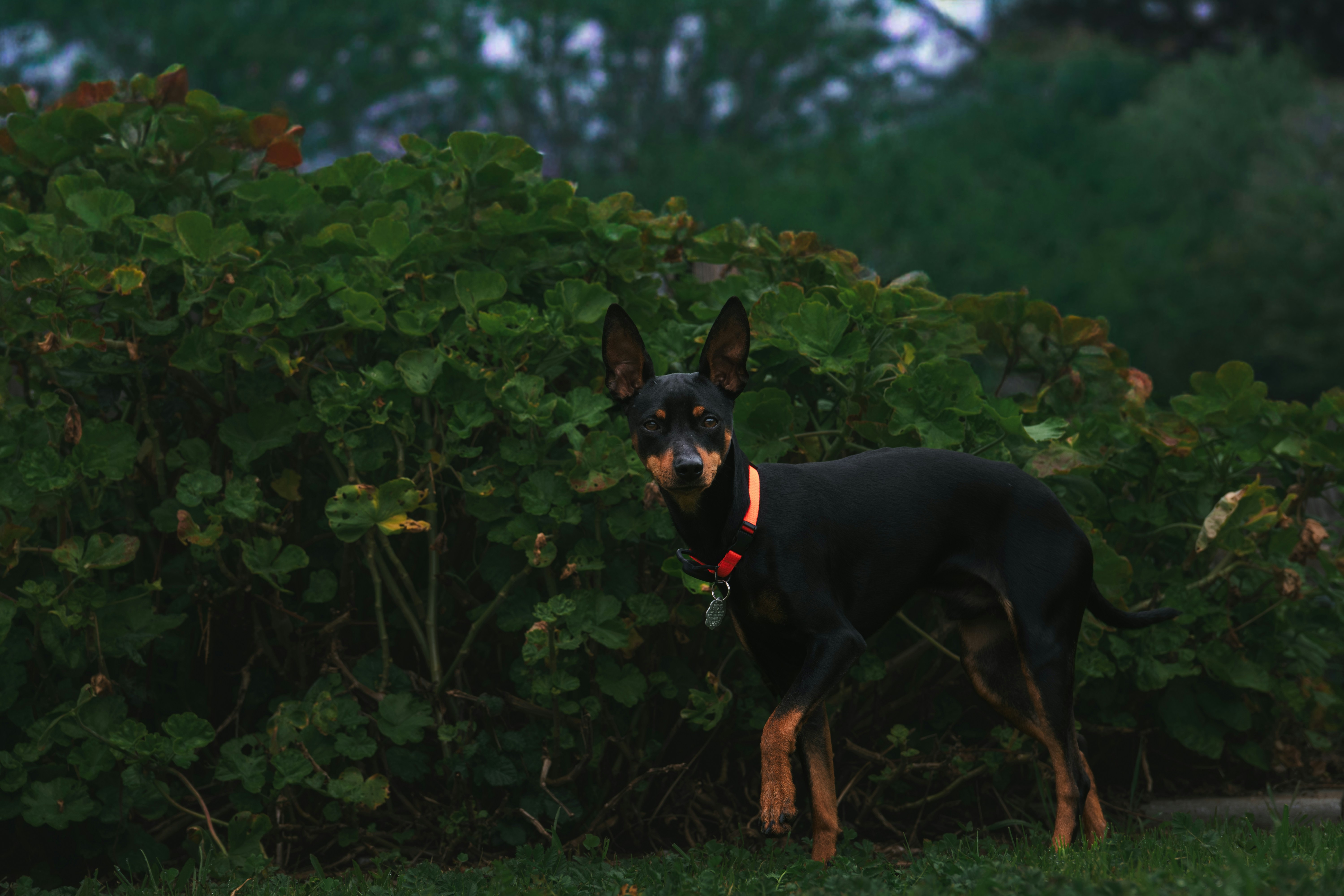 Canine in the Hedge: A Quiet Moment on the Edge of Green