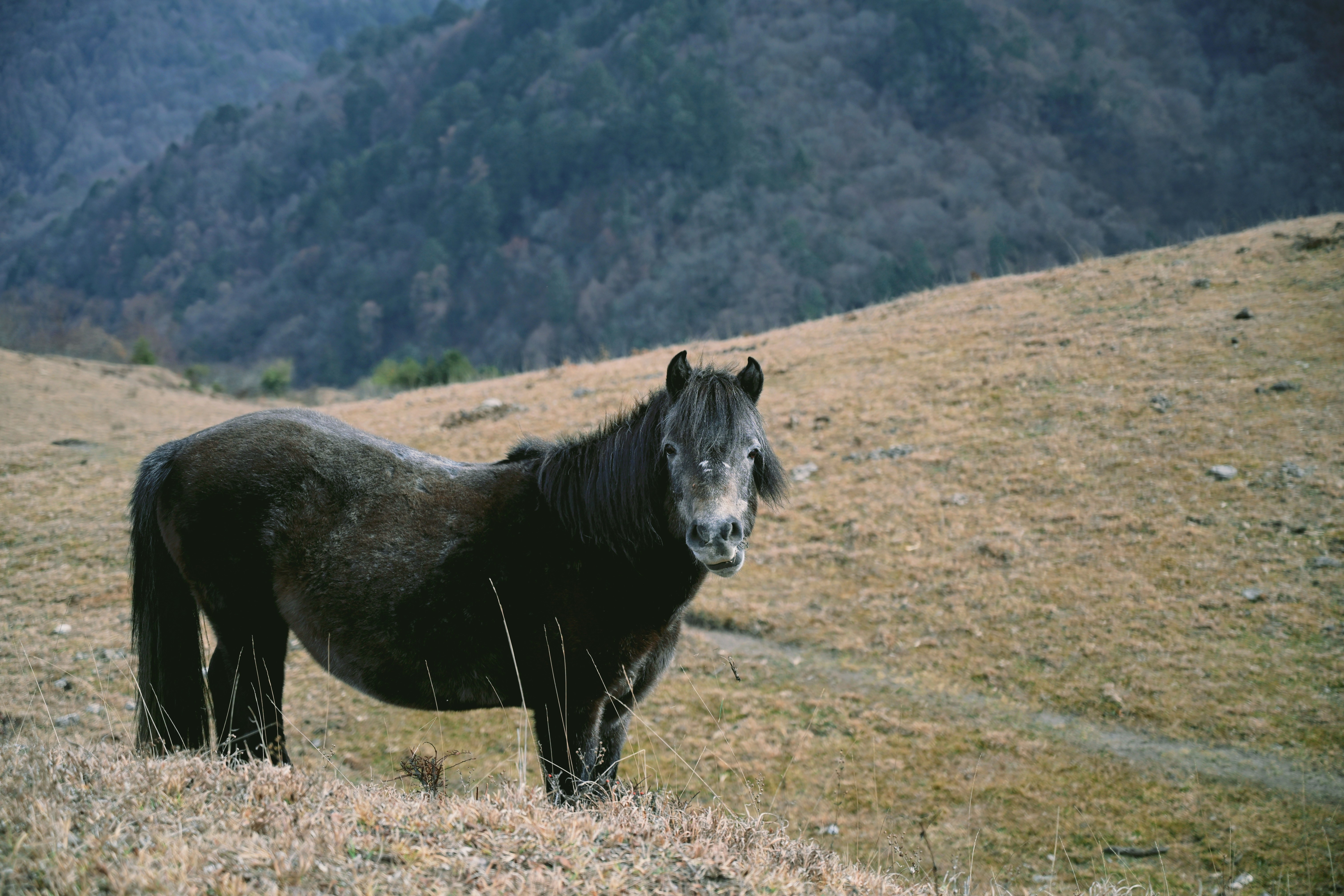 Lonely horse on a sunlit hillside