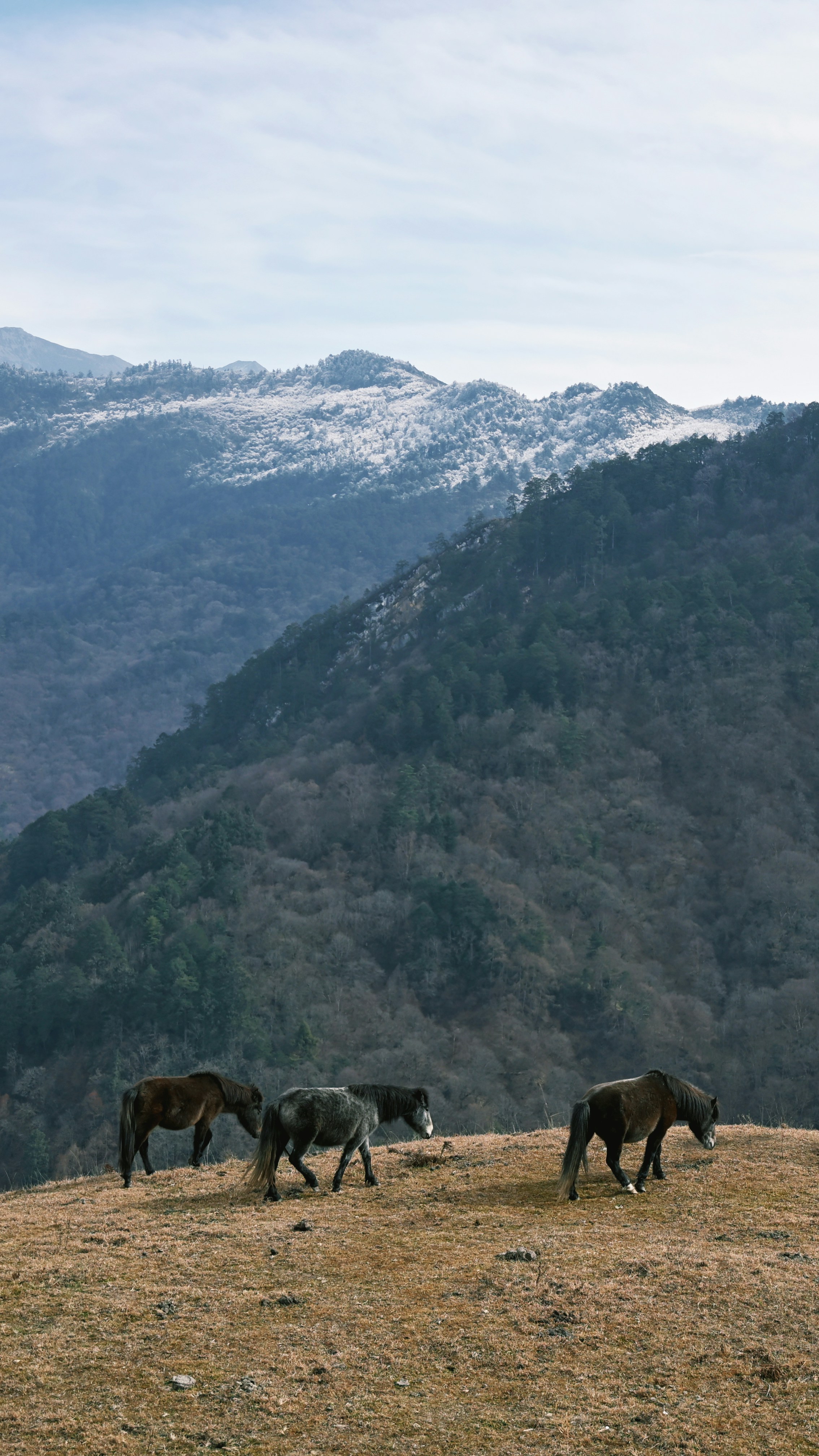 Herd of Horses on a Remote Mountain Plain at Dusk