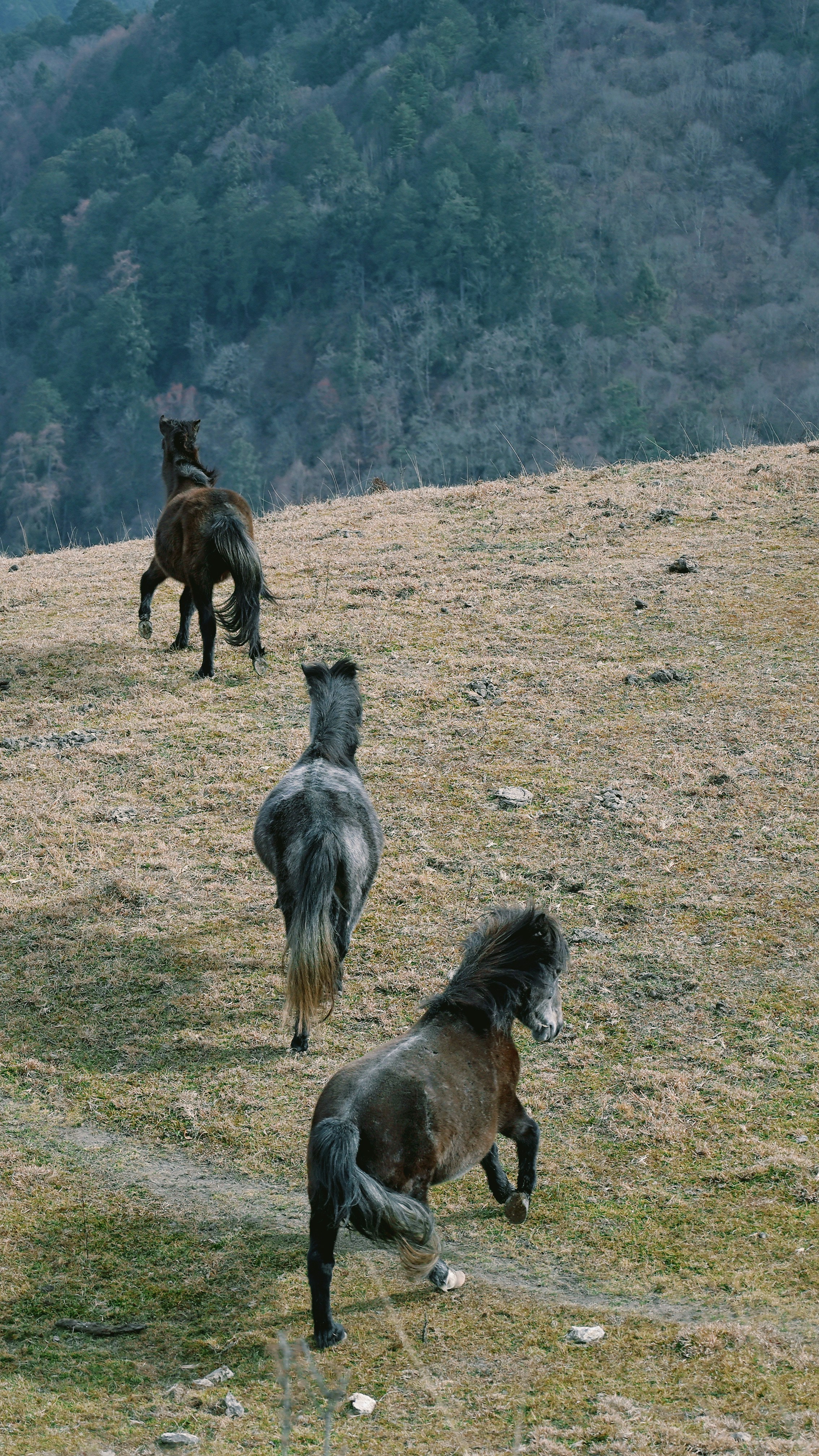 Three Horses Returning Down a Hill