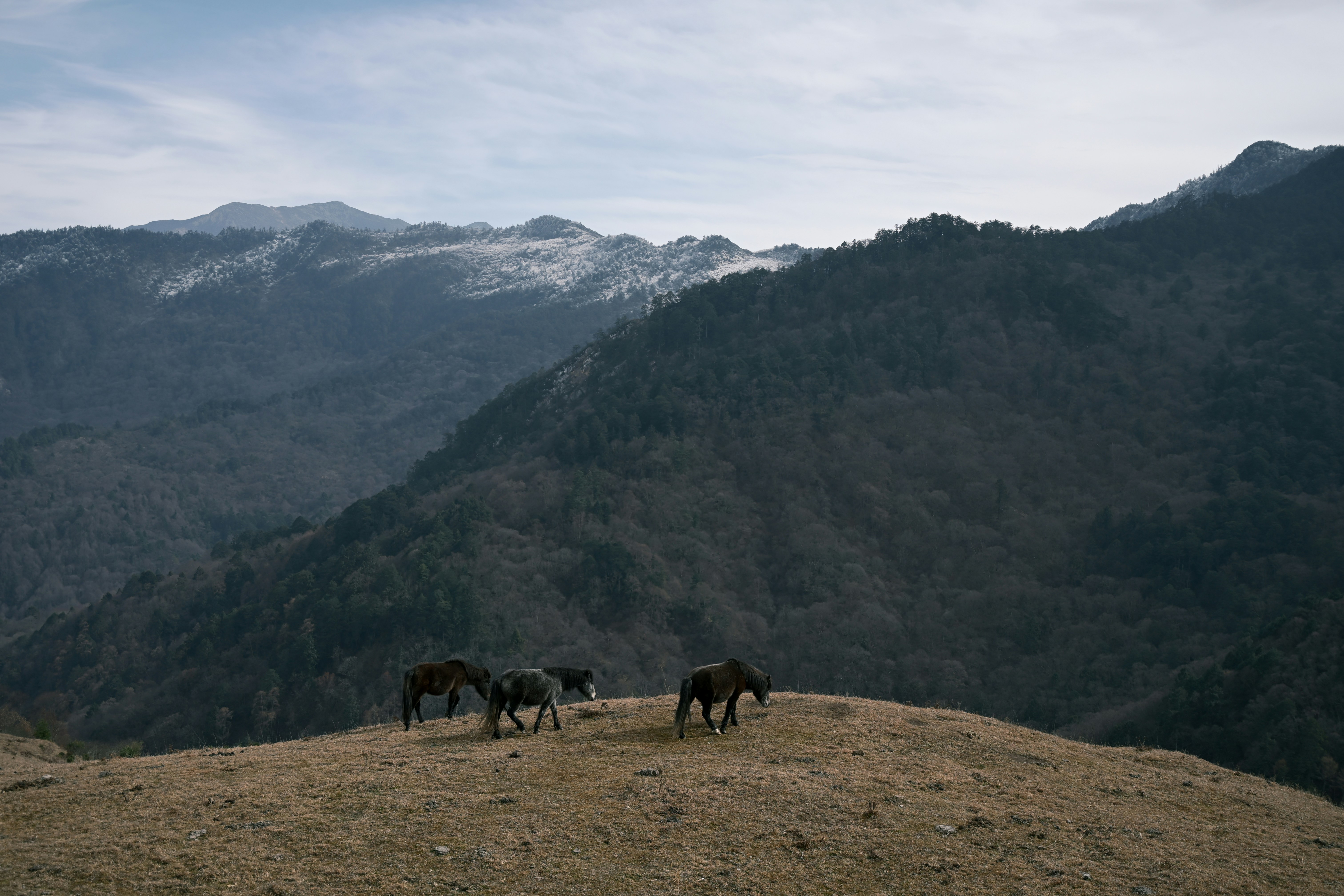 Horses on a Mountaintop Meadow Beneath a Carved Mountain Horizon