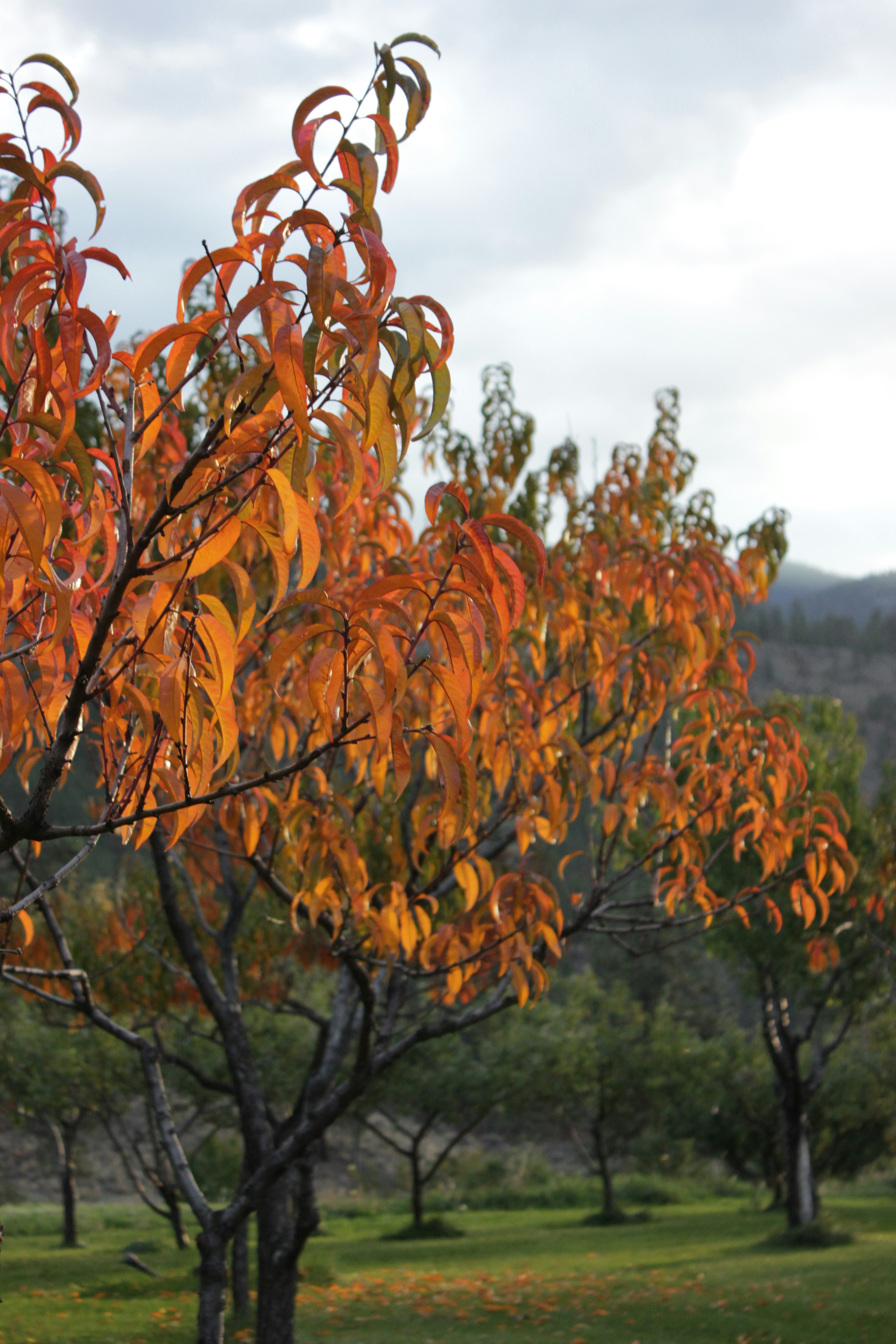 Autumn Ember: A Leafy Branch Framed Against Distant Hills