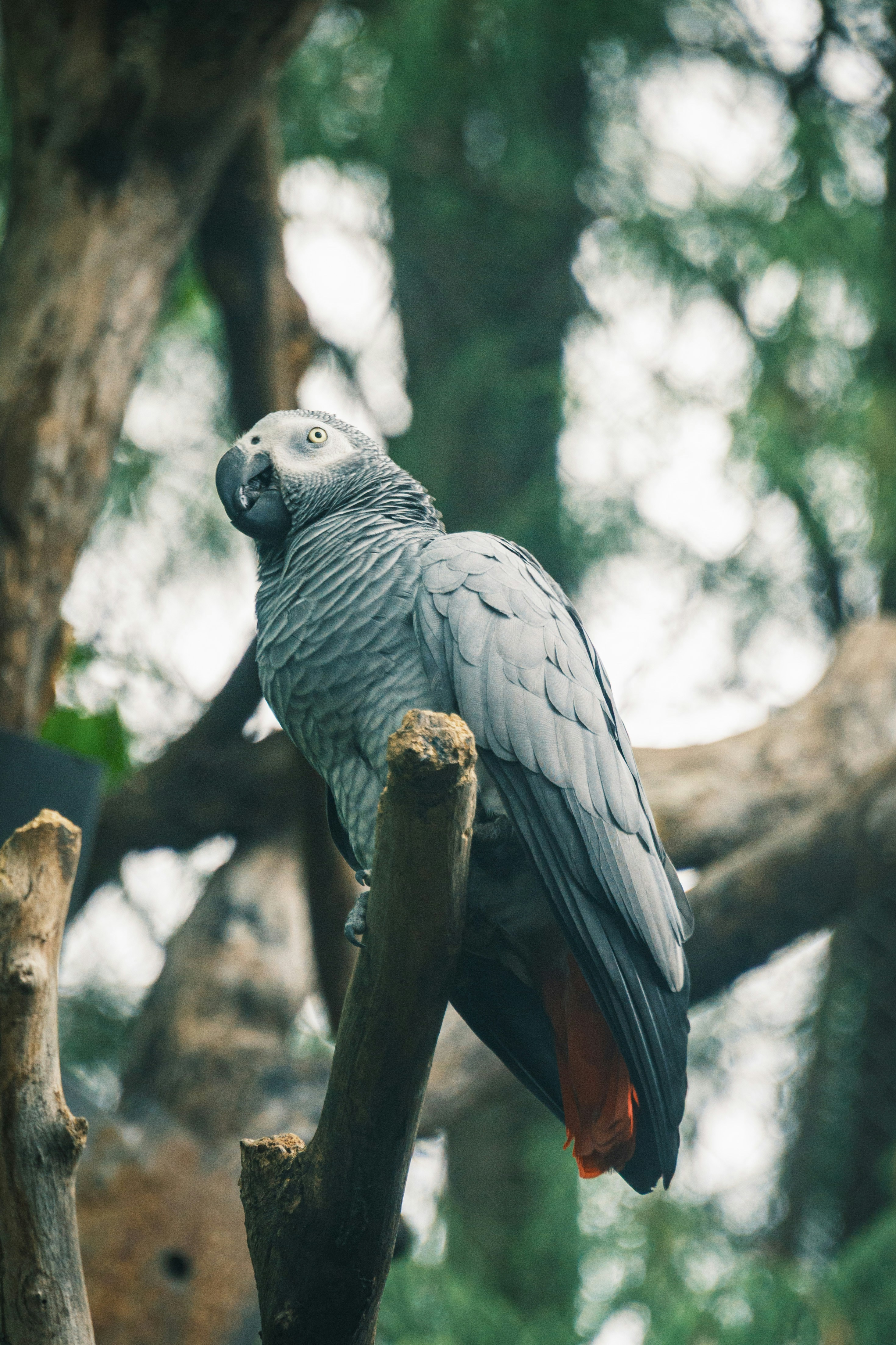 Grey Parrot Boss of the Branch: A Quiet Perch Amid Verdant Stems