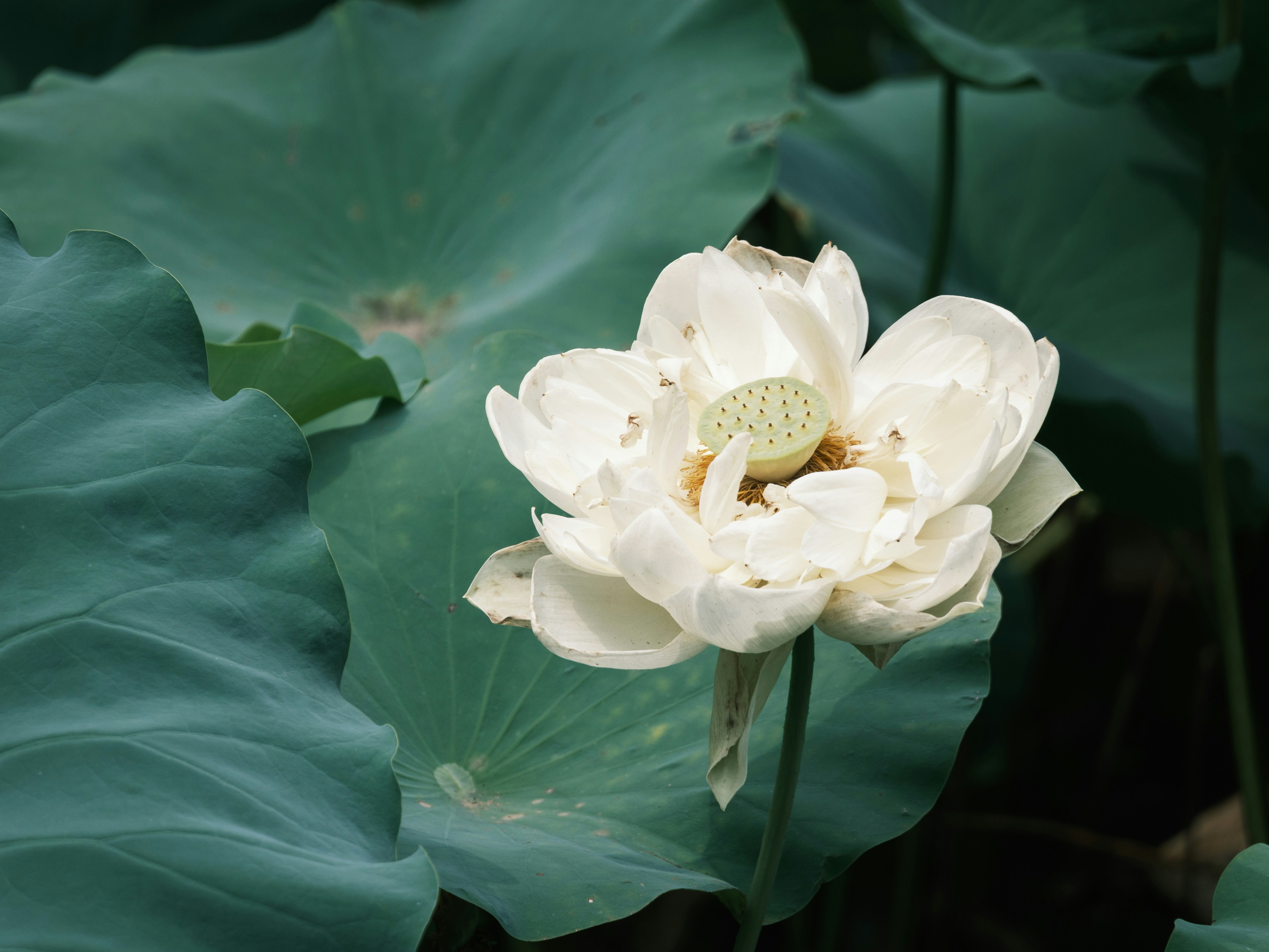 White lotus blossom emerging from deep green lotus pads