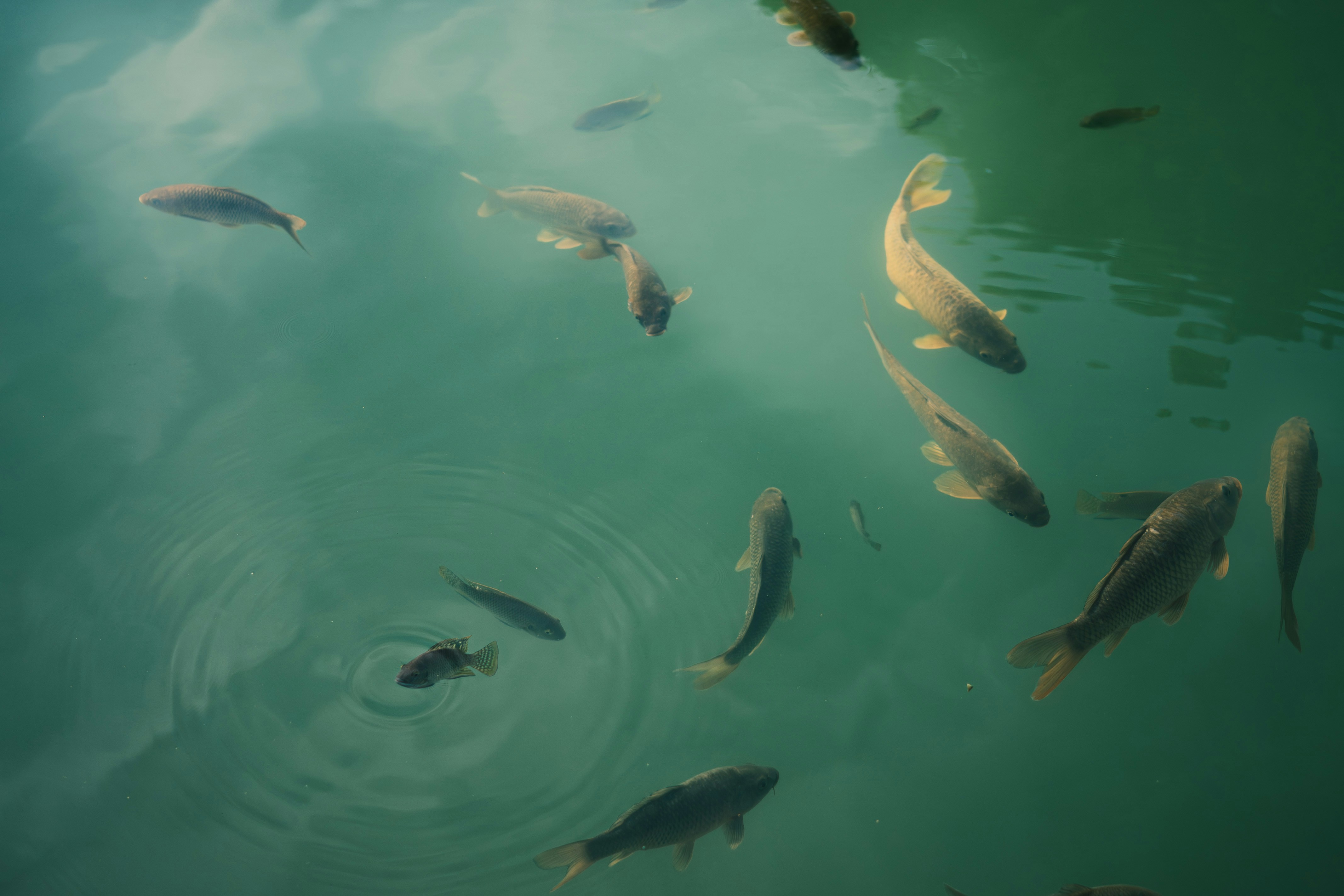 School of koi gliding beneath a green-tinted lake surface