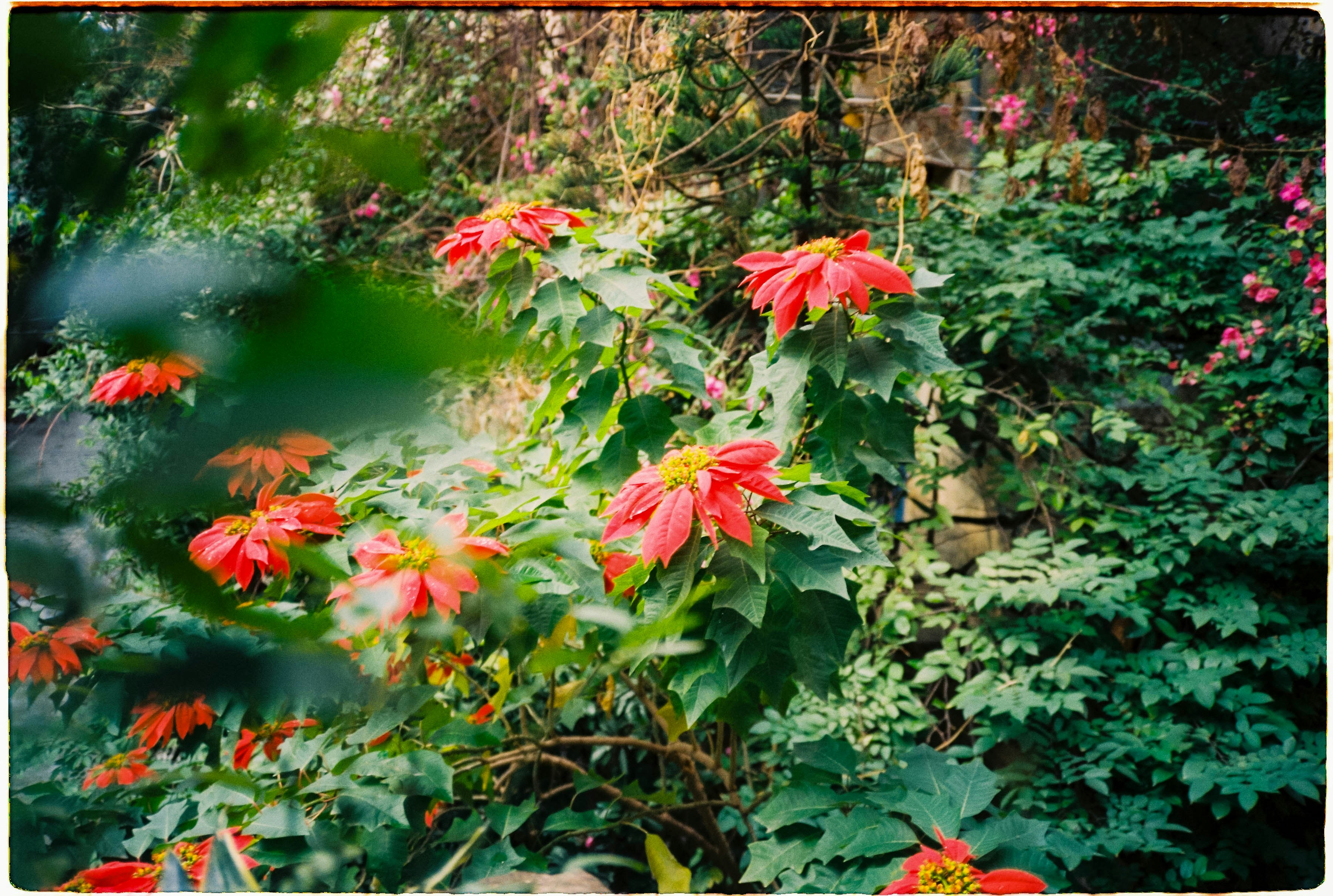 Scarlet Poinsettias in a Lush Garden Glow