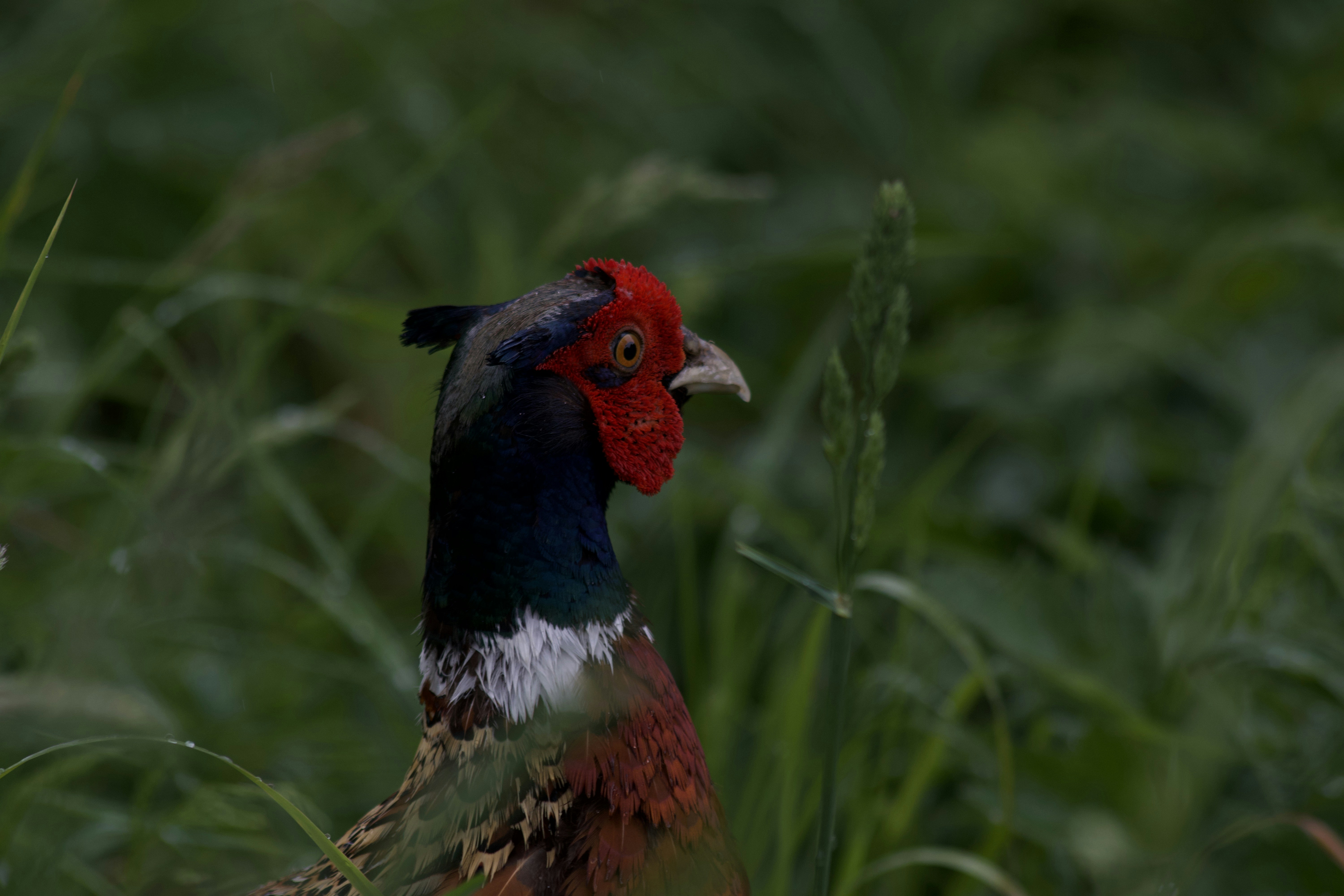 Crimson-Green Crest: Portrait of a Red-Legged Partridge in Deep Foliage