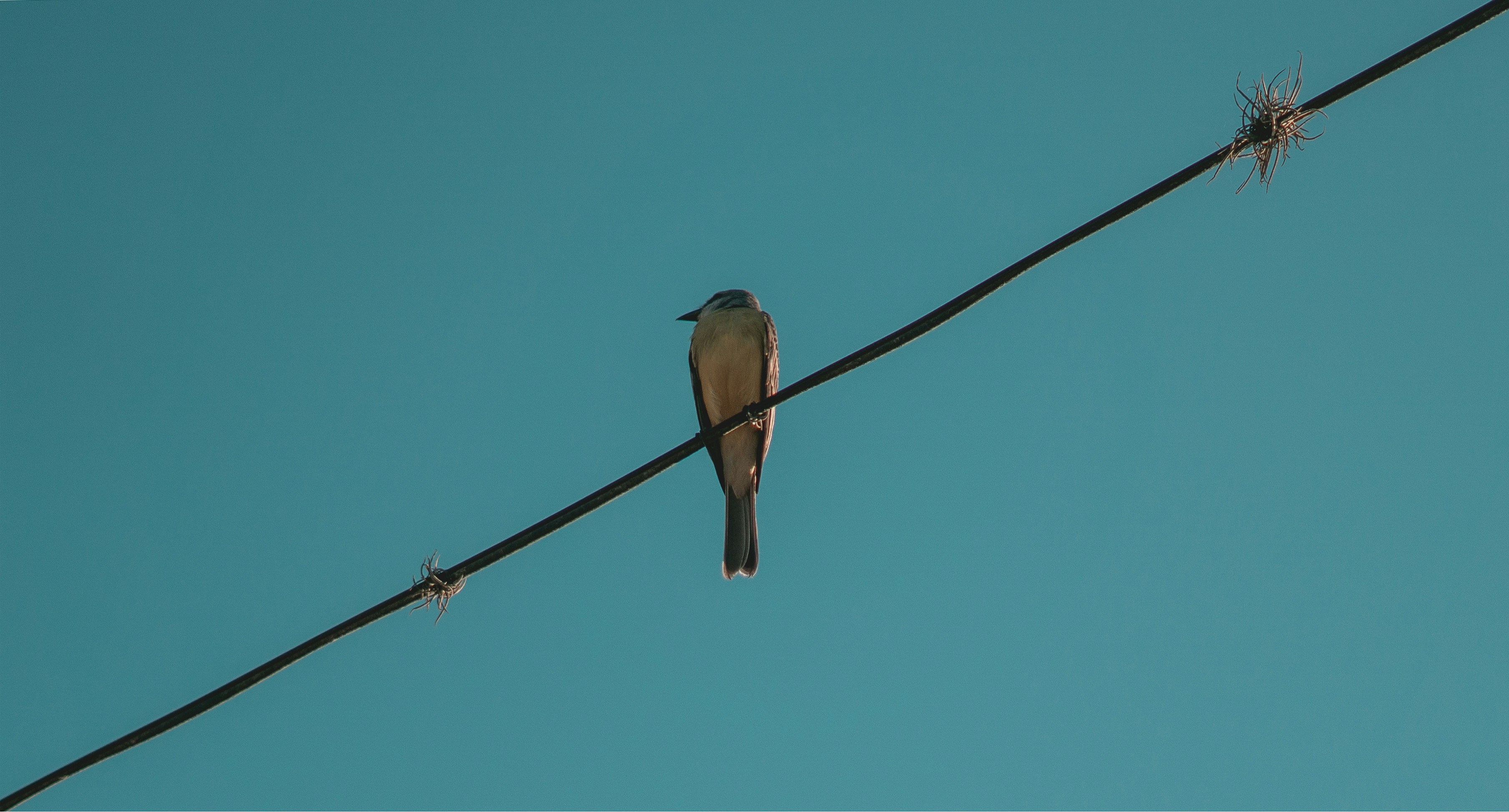 Solo Bird Perched on a Wire Under a Clear Blue Sky