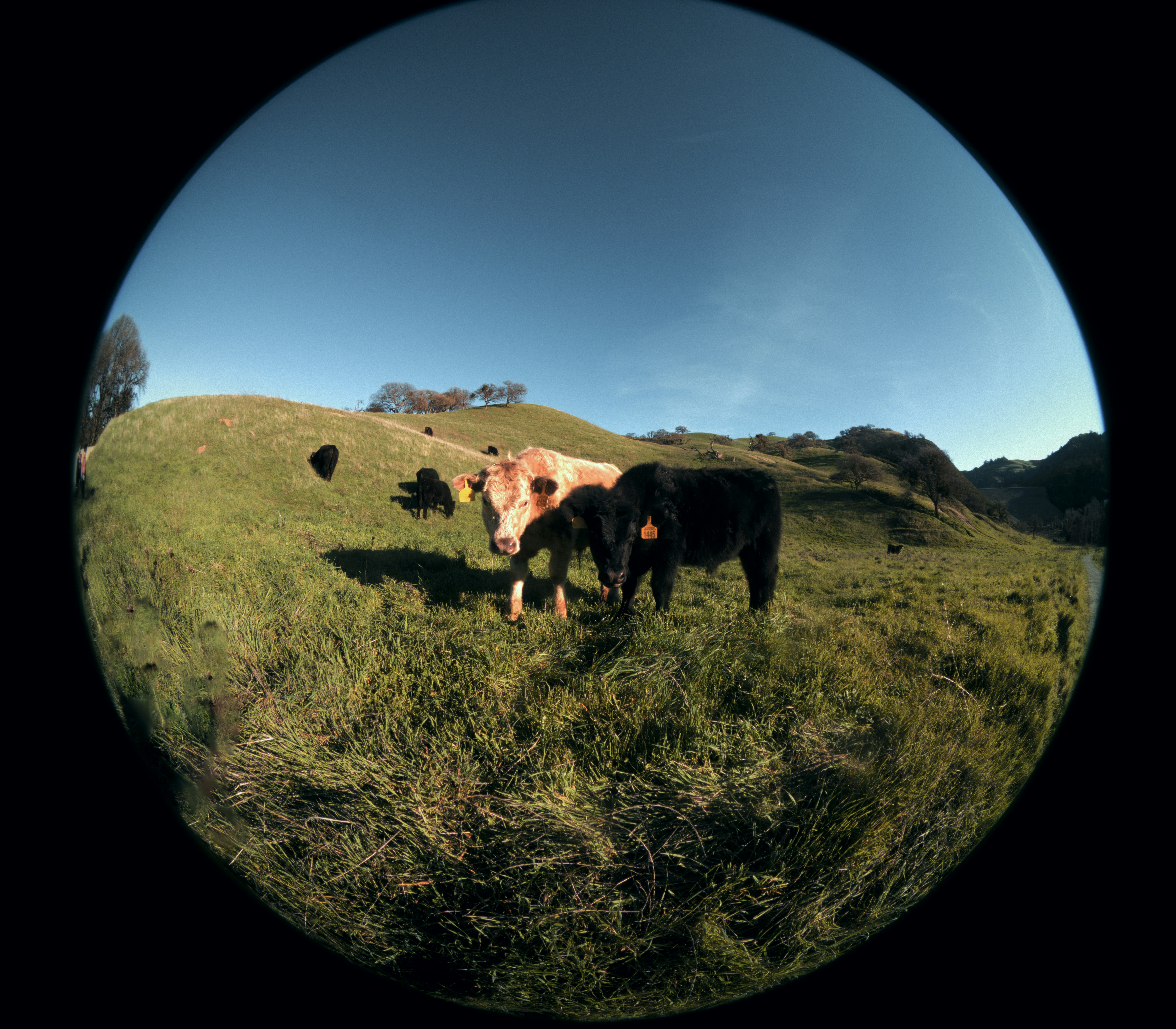 i walk with a shadow