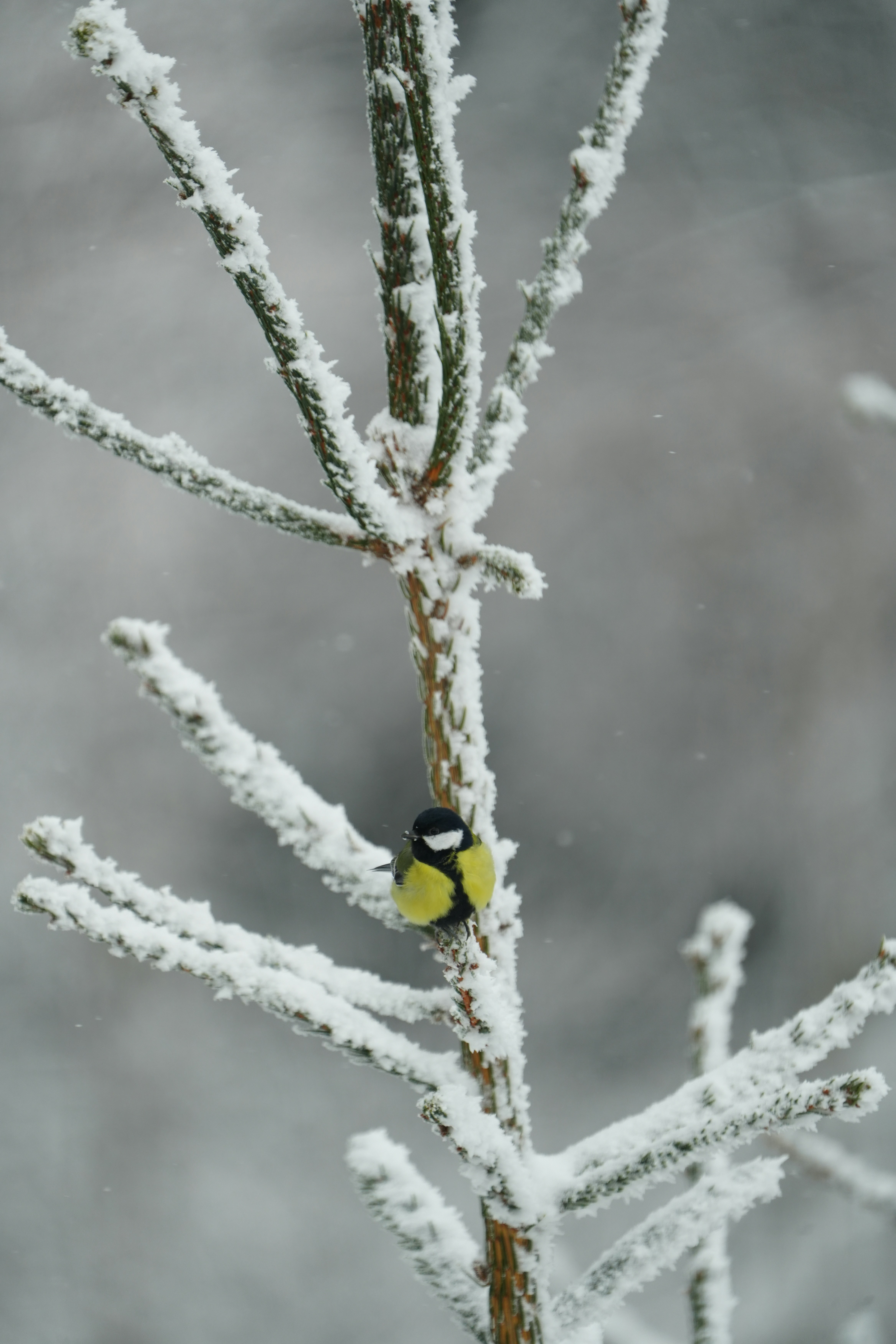 Snowbound Finch: A Yellow-Black Accent on Frosted Branches