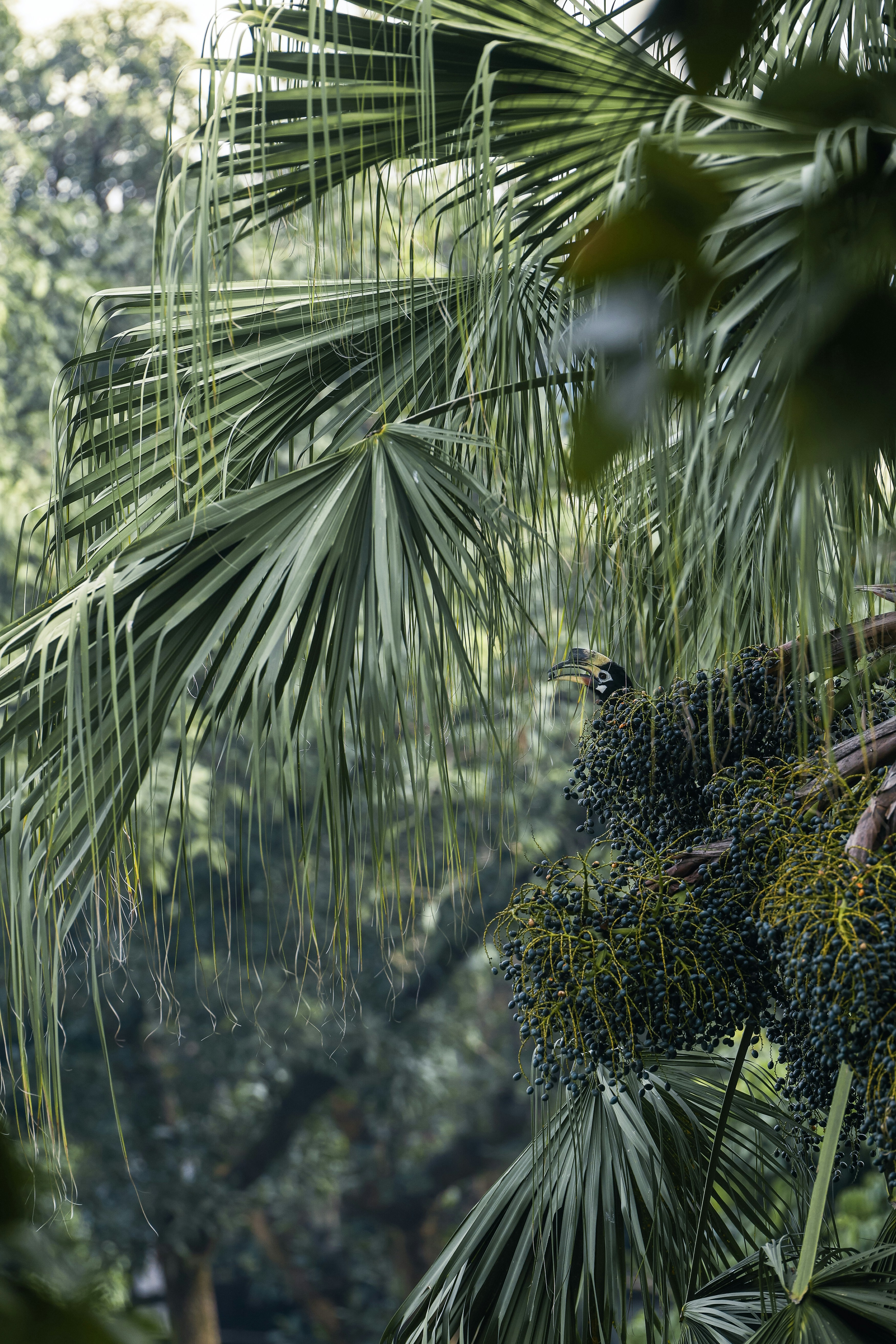 Tangled Foliage and Hidden Bird: A Jungle Portrait